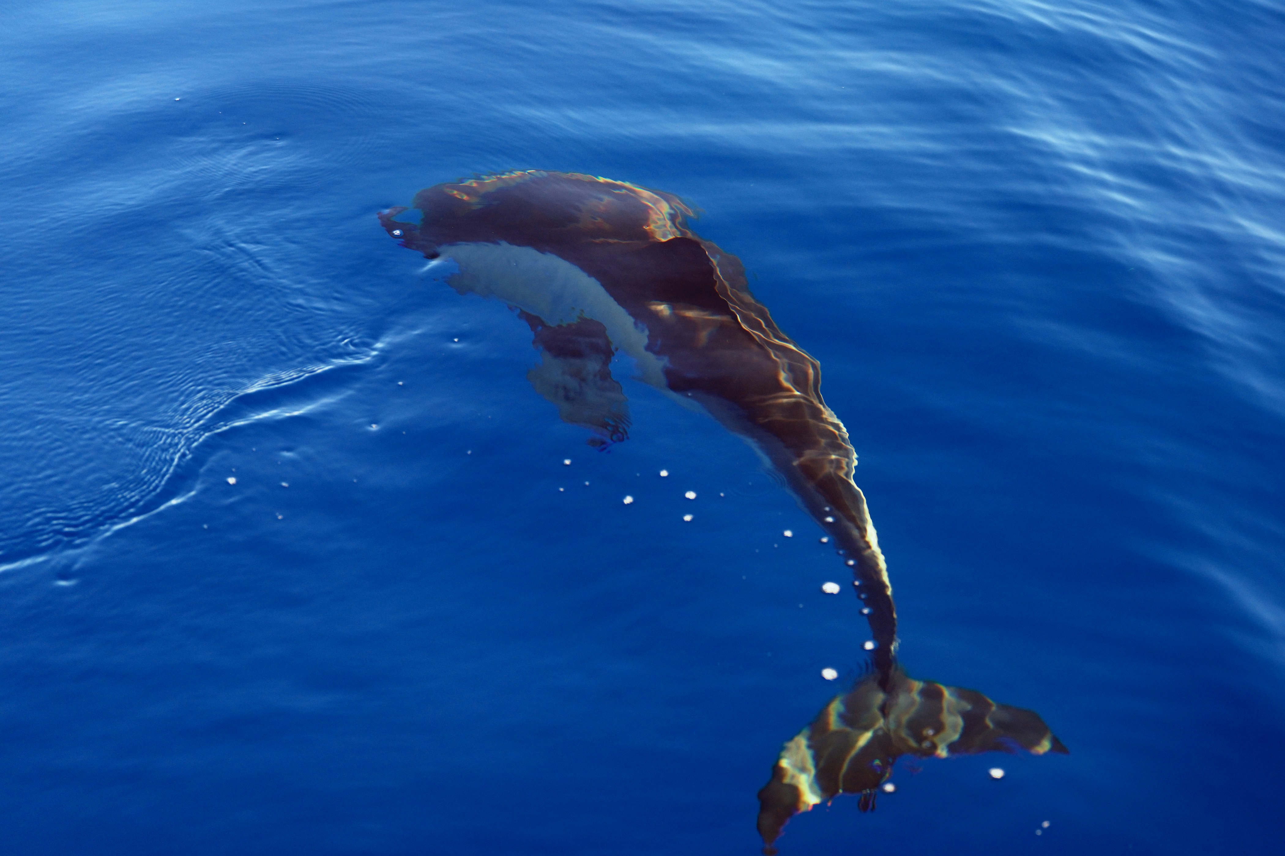 15 Fastest Animals in the World and What Makes Them So Quick - Animals ...