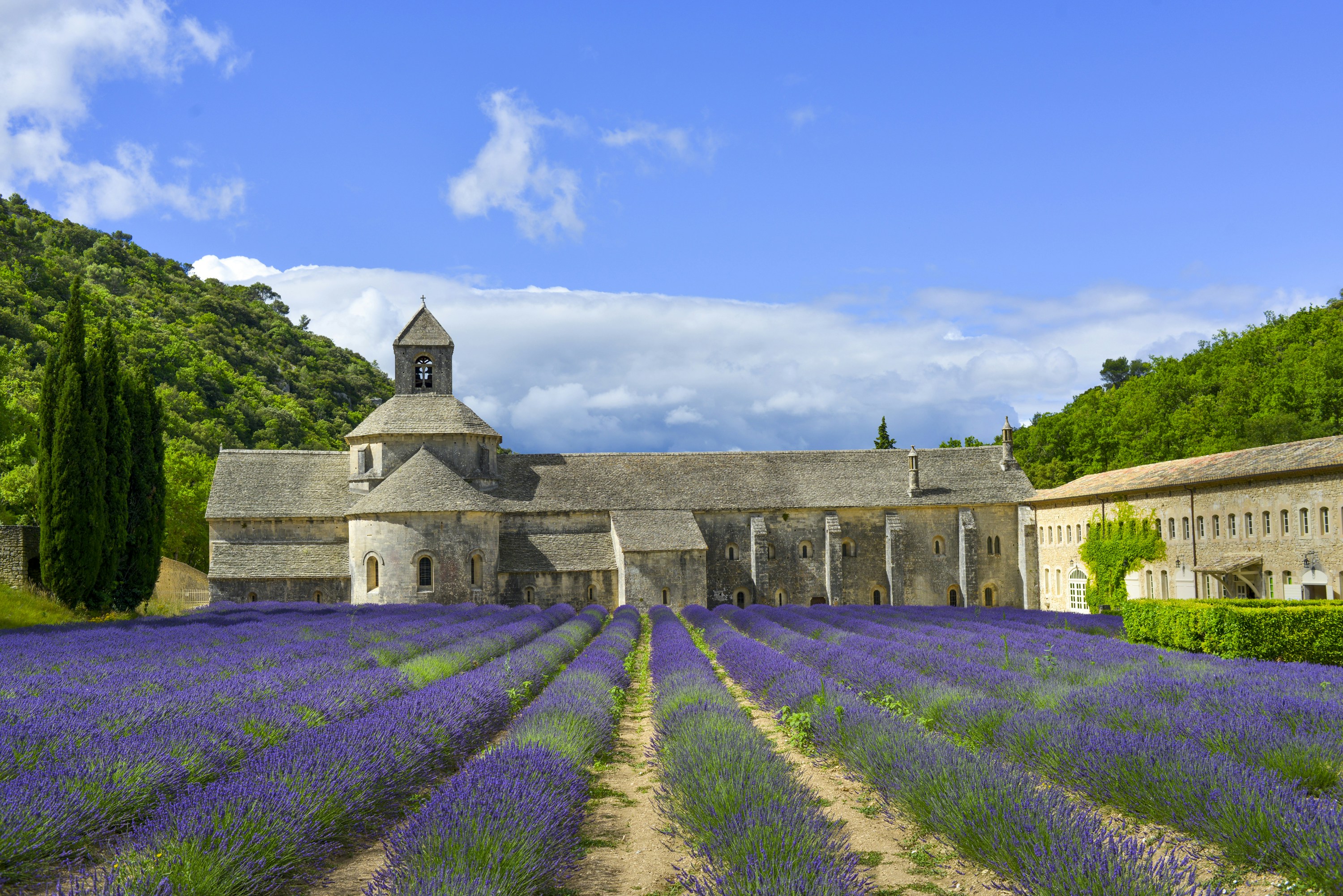 Lavender Aisles Converge on Sénanque Abbey in Provence