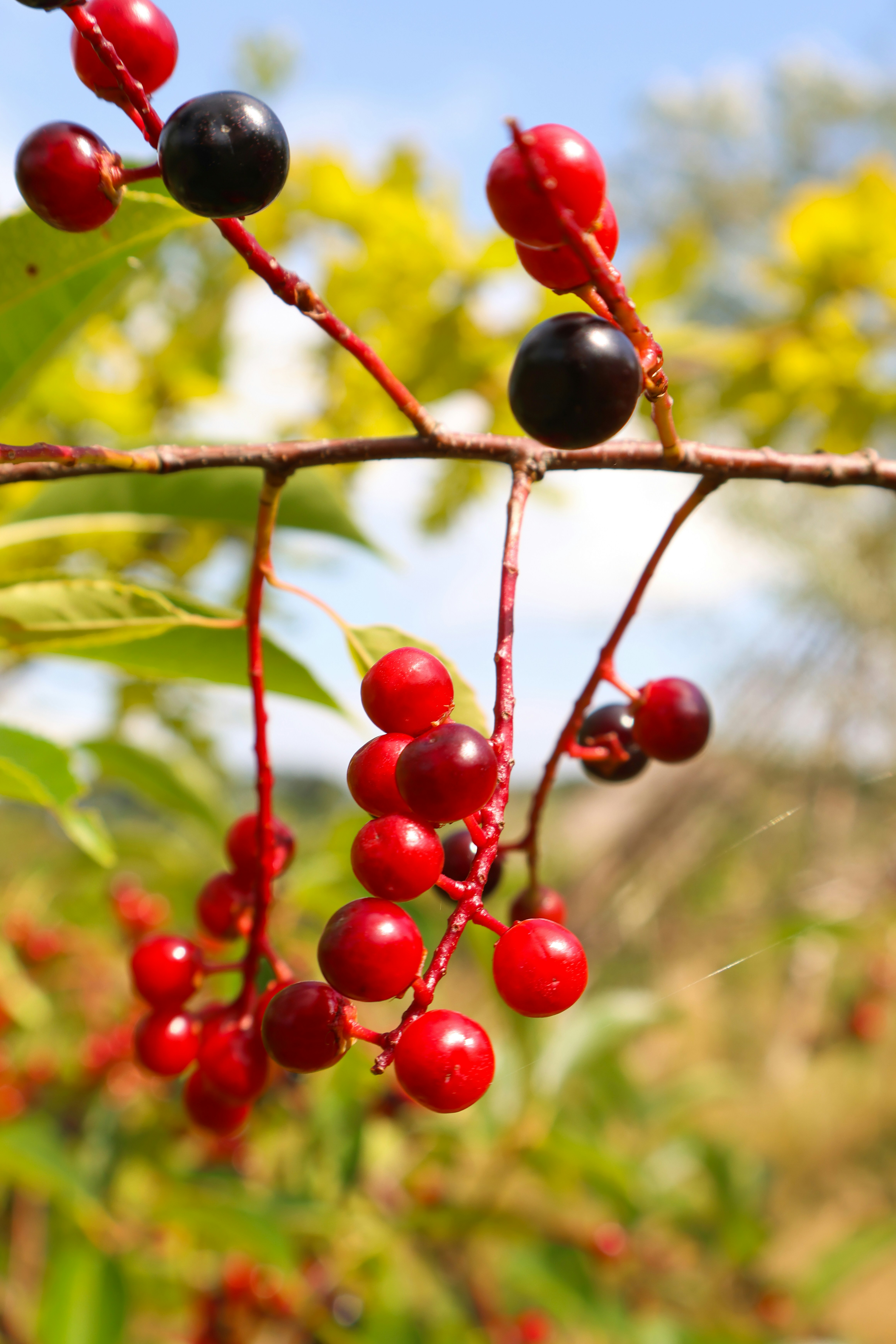 Clusters of red and black berries on a branch against a blurred natural background.
