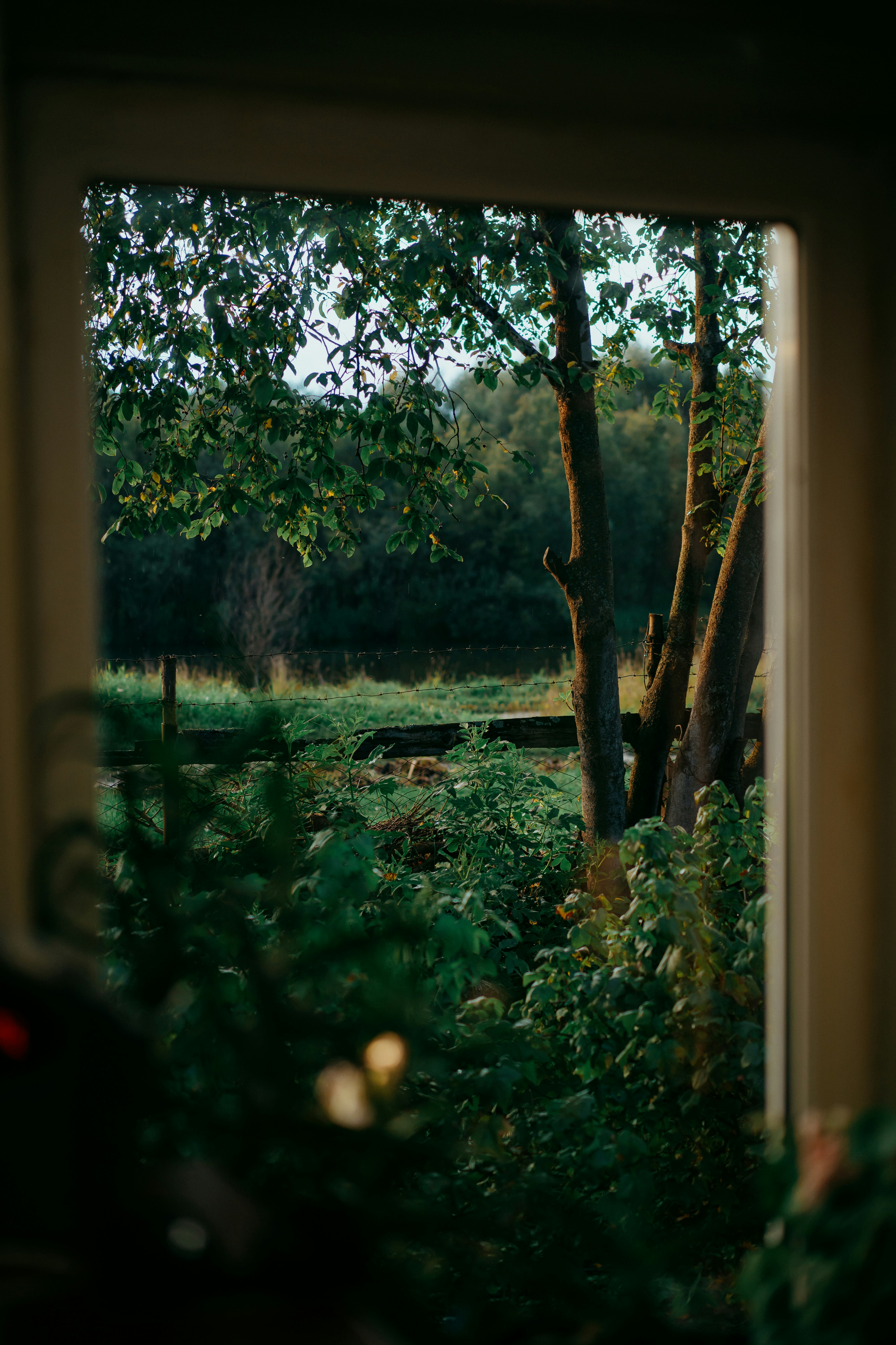 A view of a field through a window photo – Free Forest Image on Unsplash