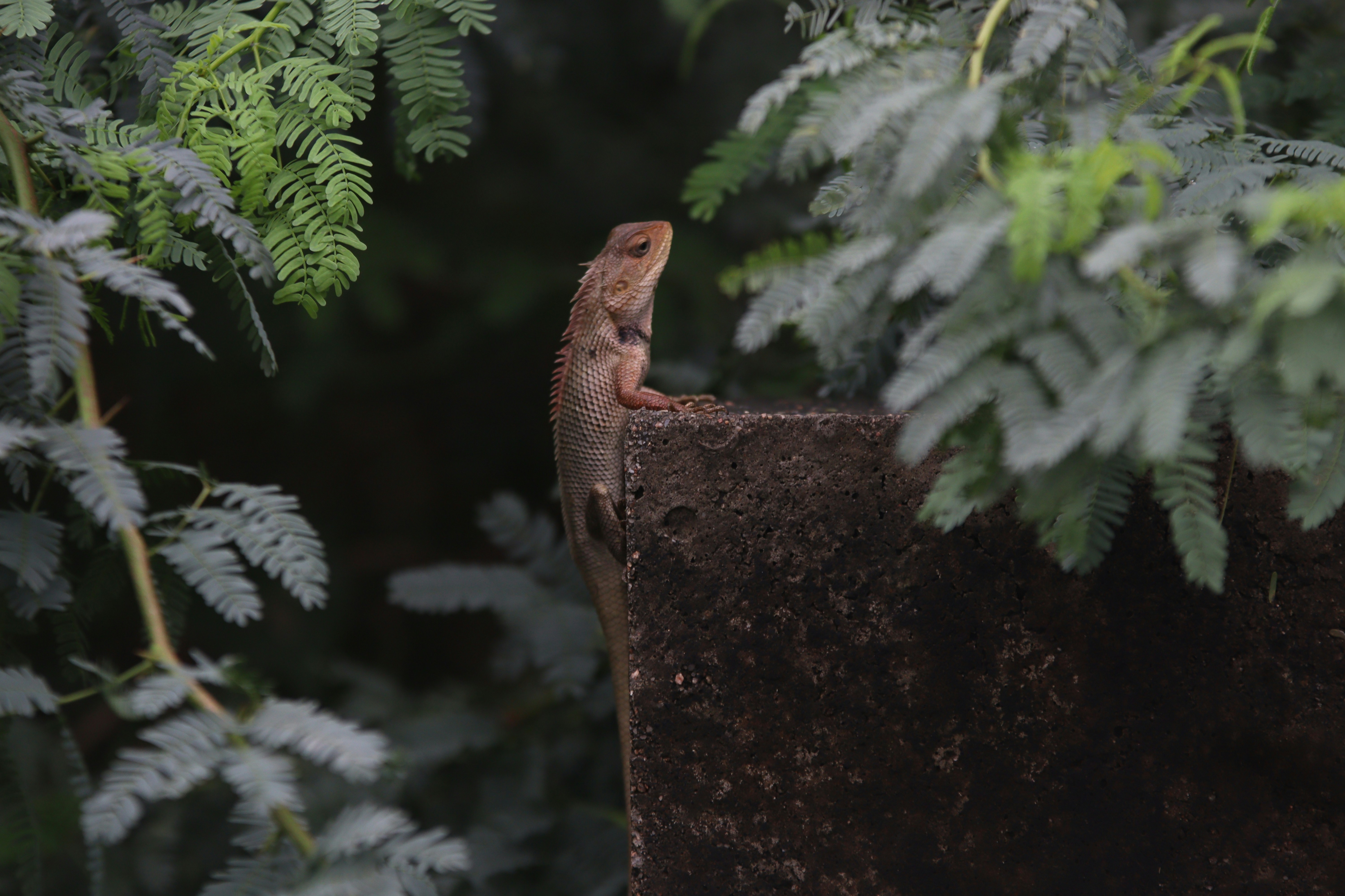Lizard's Perch in a Verdant Canopy