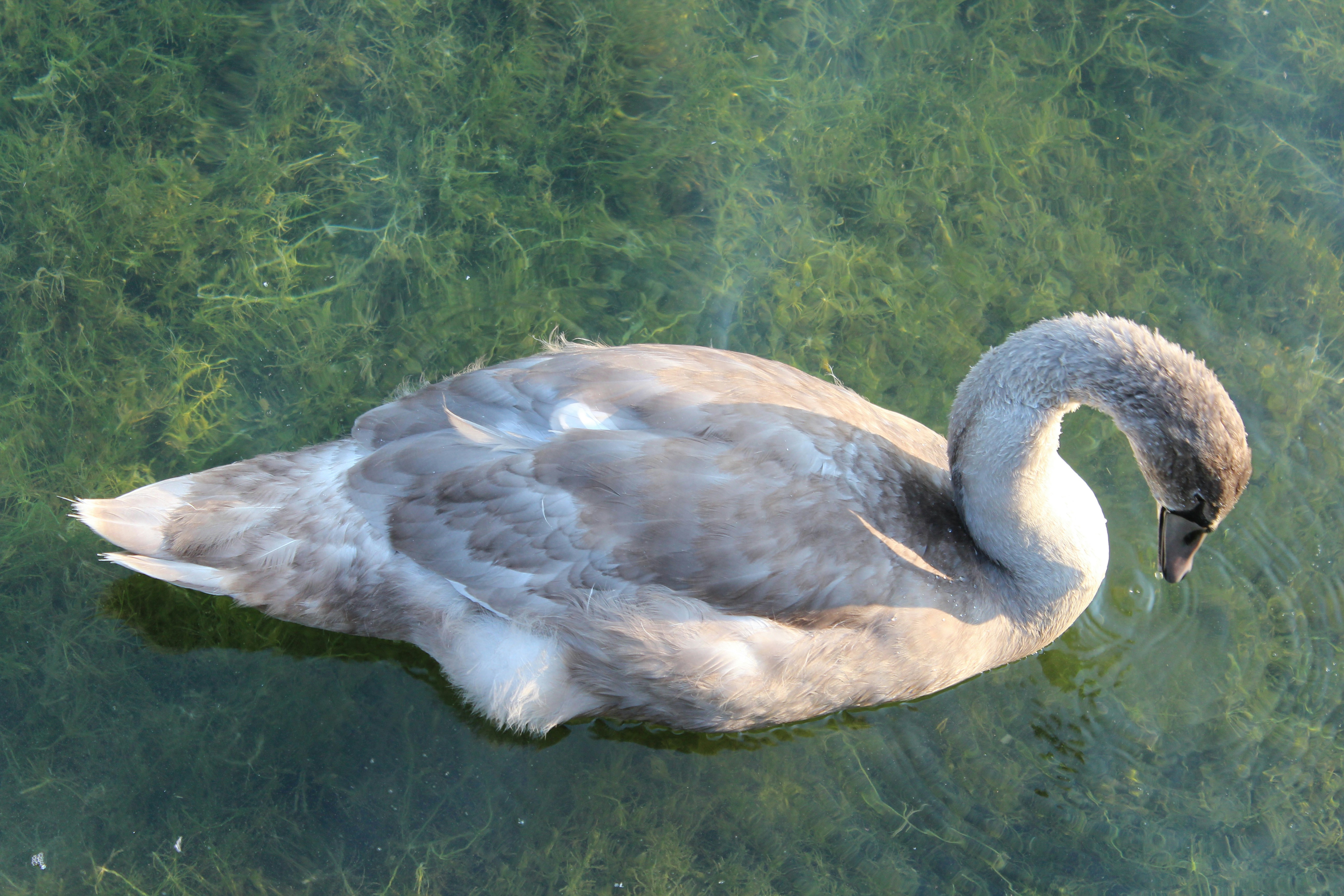 Swan in Emerald Stillness: A Silver-Necked Glide