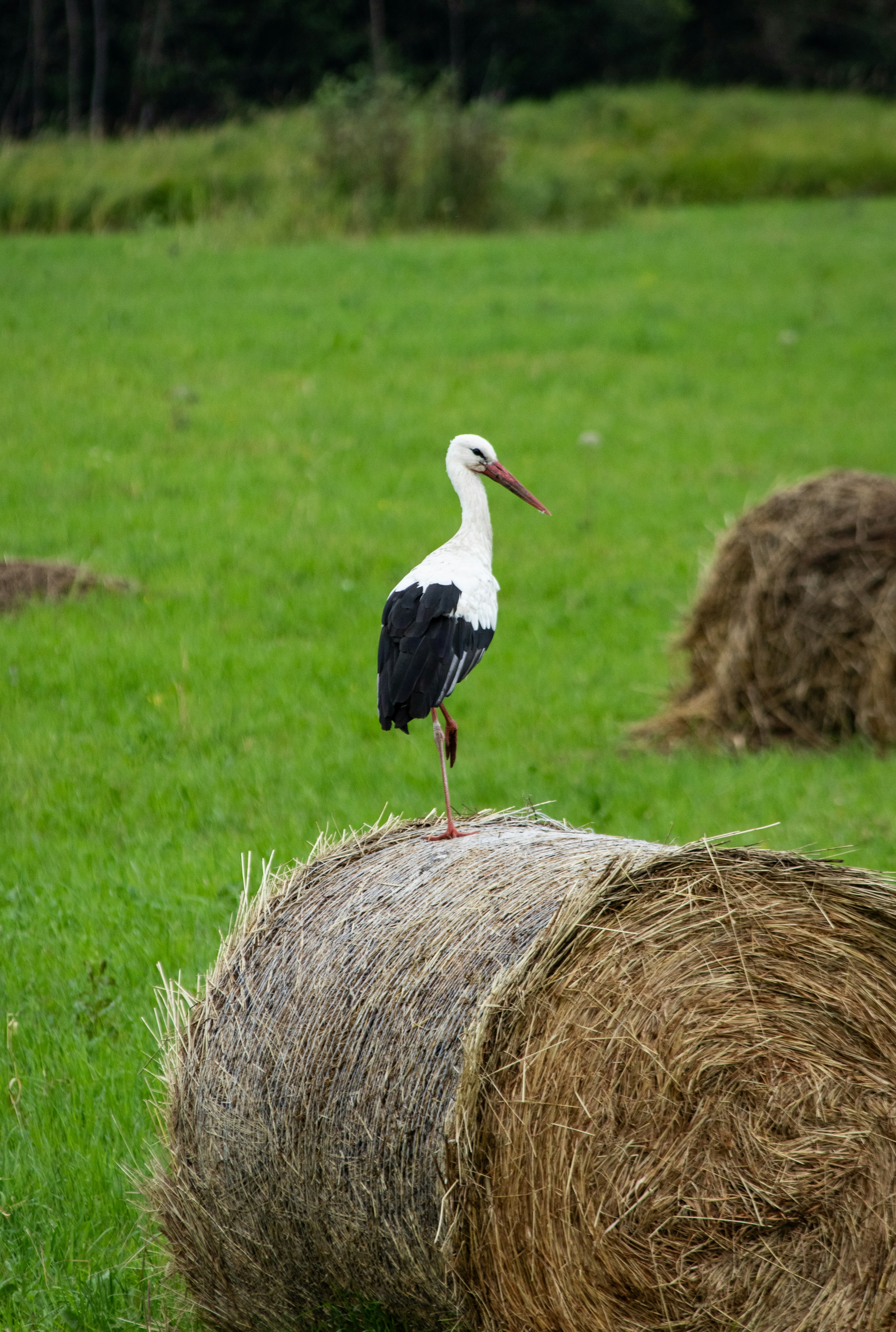 Hay Bale Sentinel: A White Stork on a Quiet Green Field