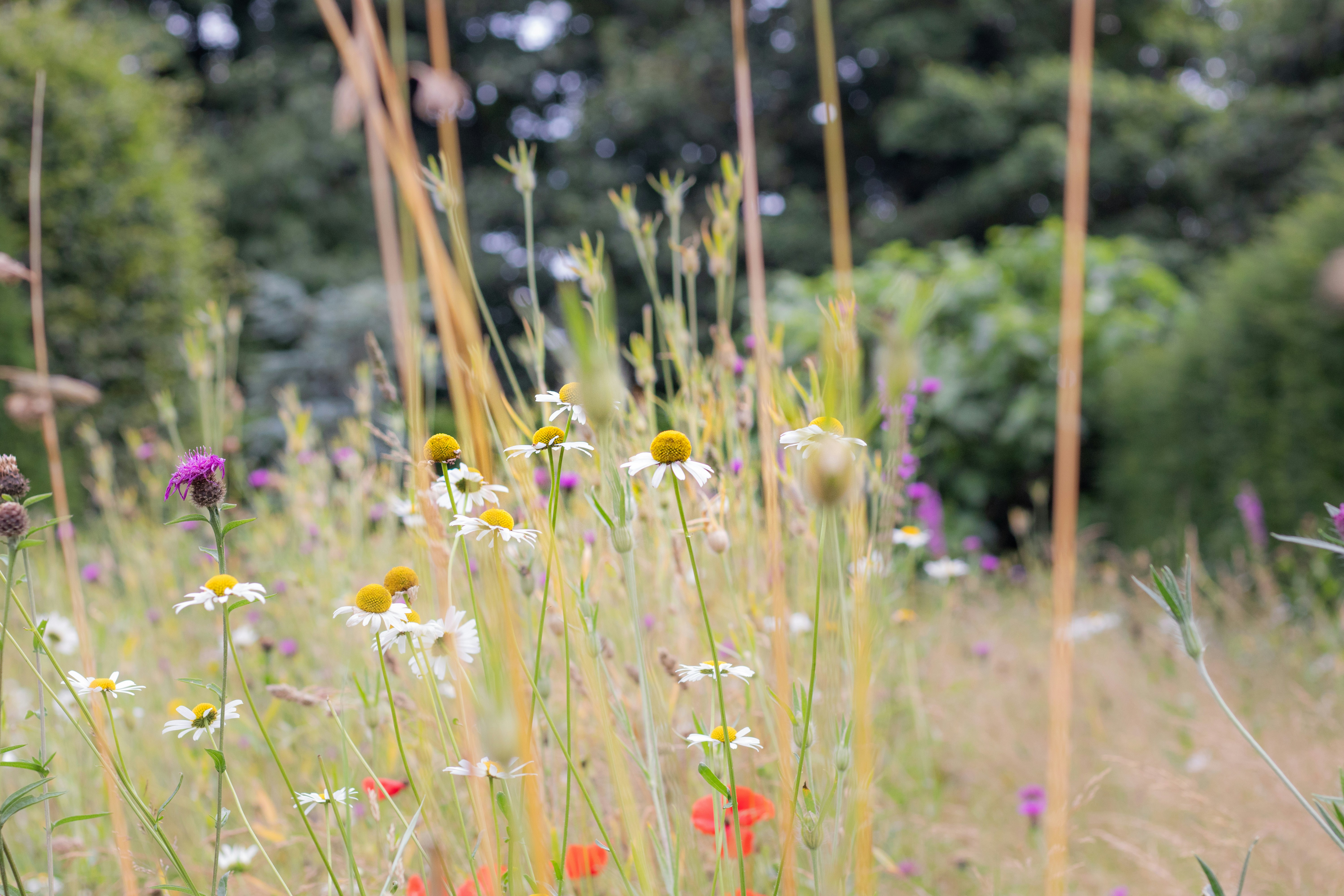 Whispers of Summer in a Meadow