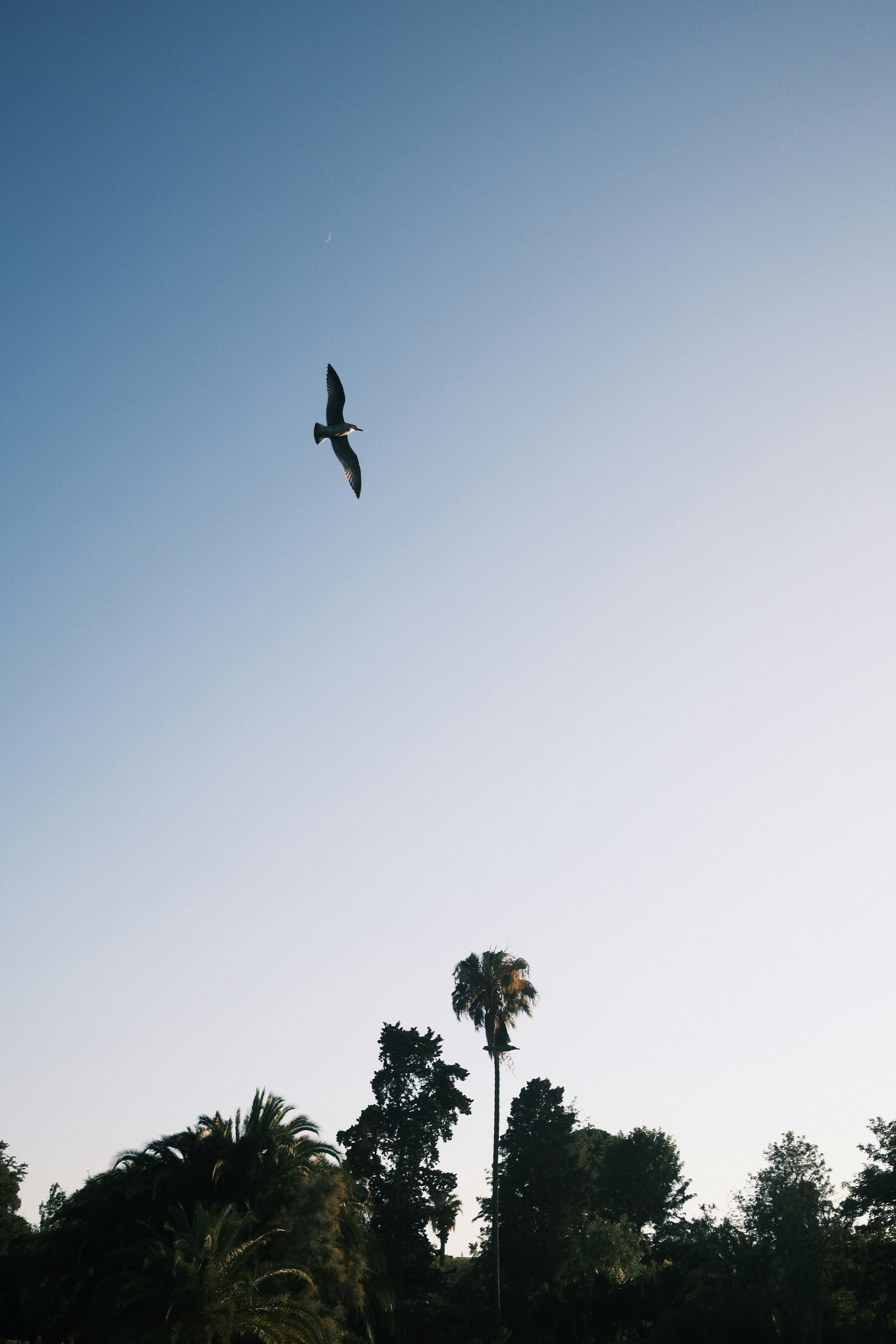 Soaring over silhouettes: a lone gull over a sunlit garden canopy