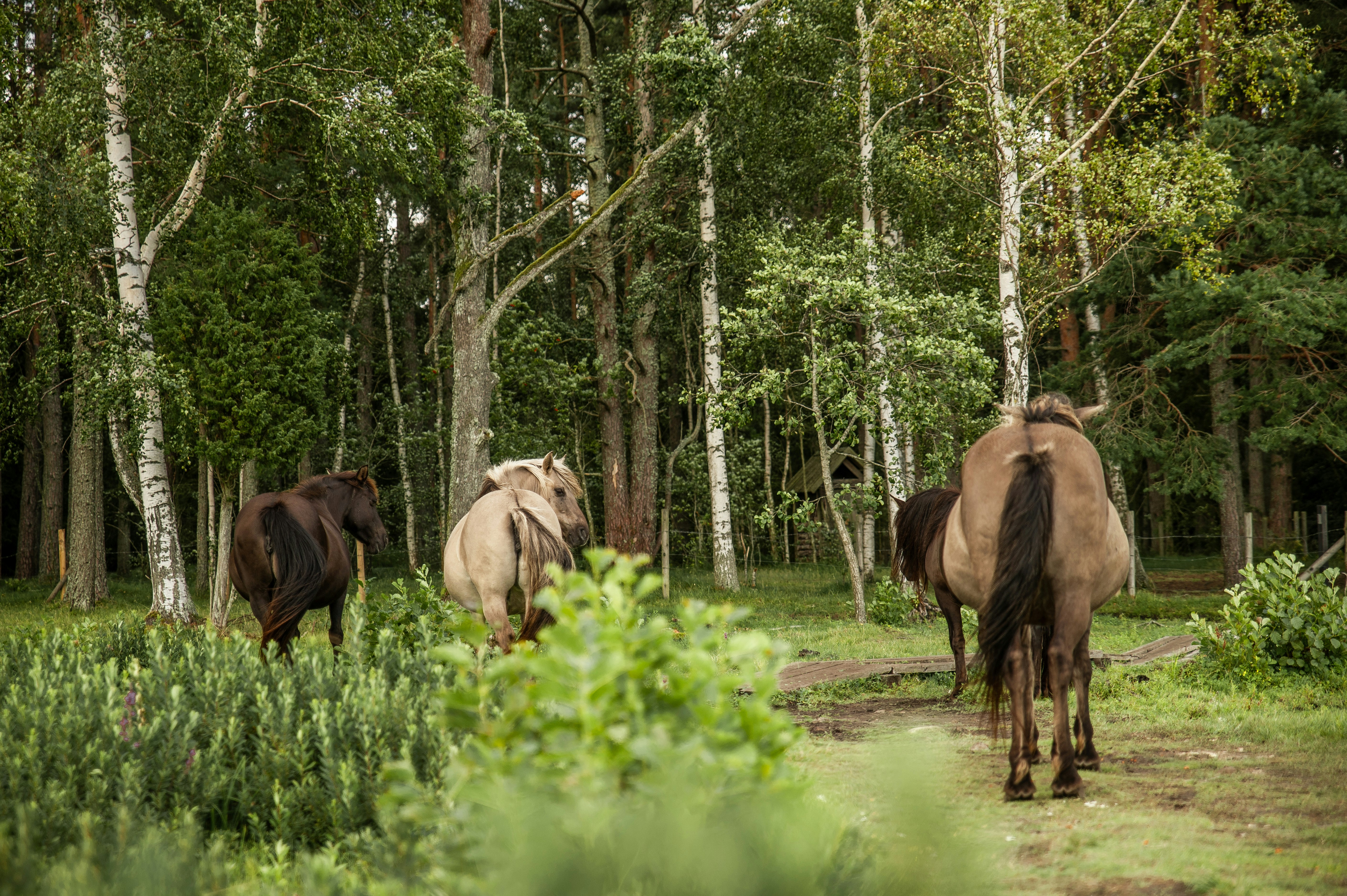 A group of horses walking through a forest photo – Free Dabas parks ...