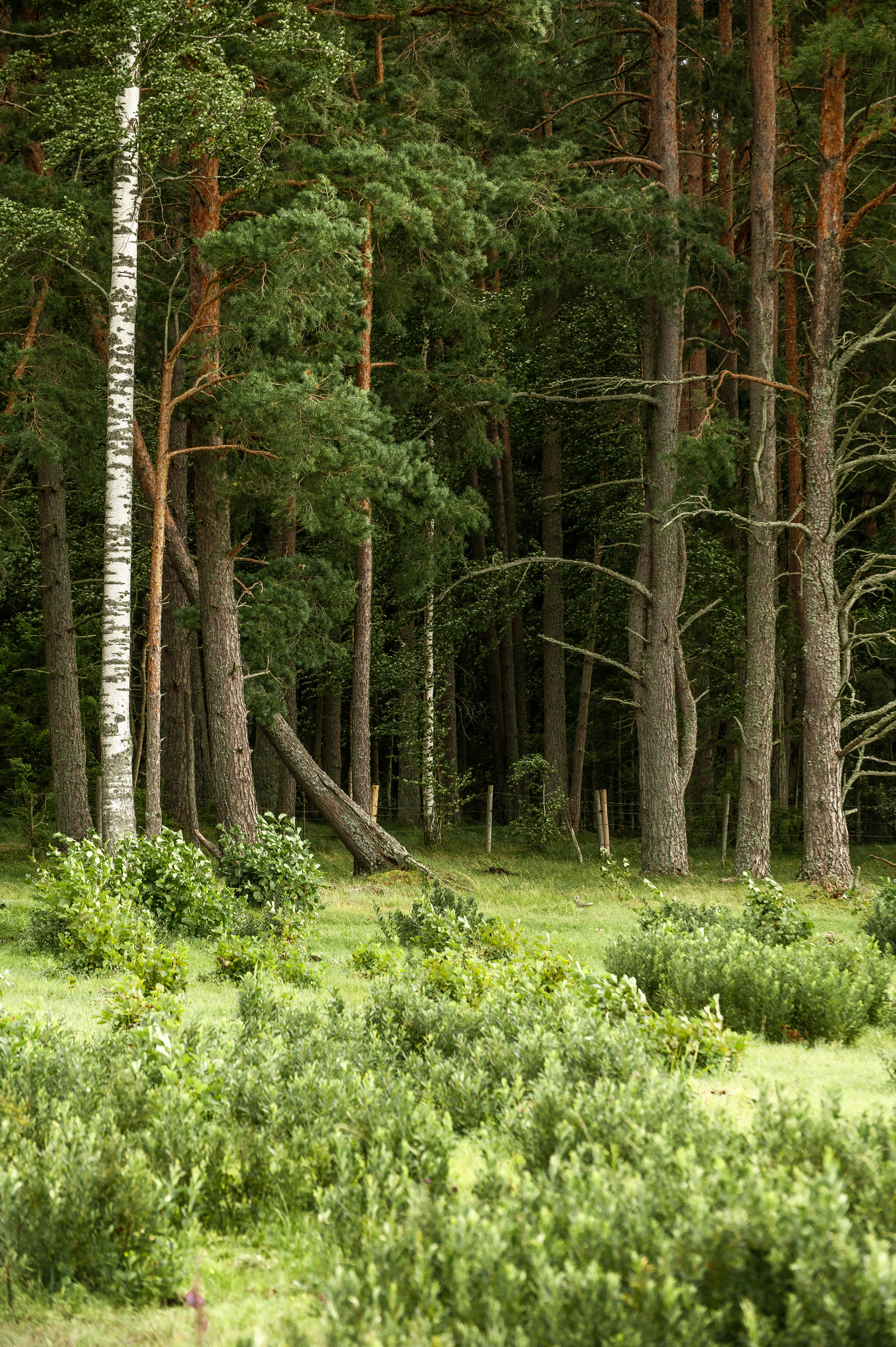 A forest filled with lots of tall trees photo – Free Dabas parks ...
