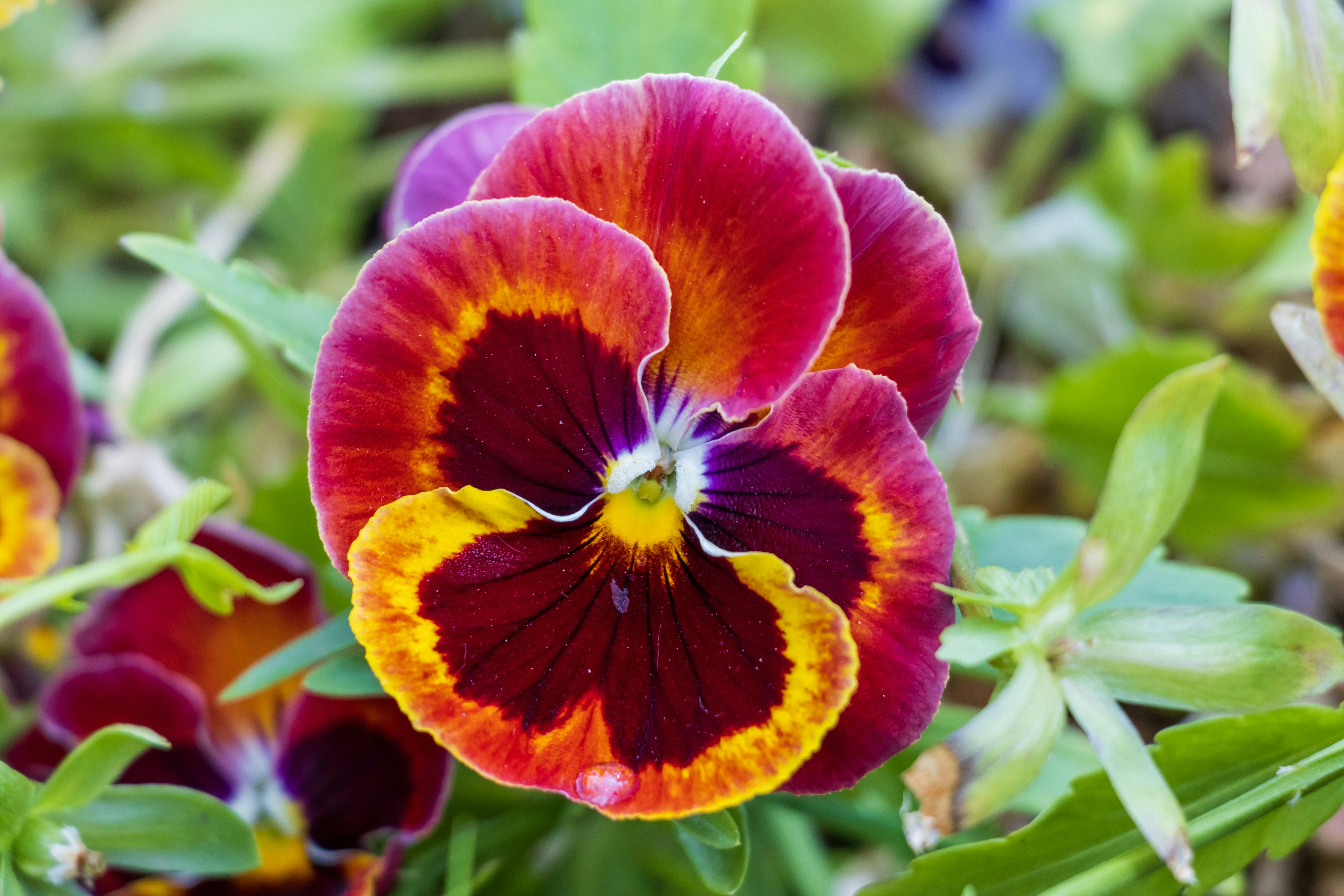 30,000+ Pansy Pictures | Download Free Images on Unsplash