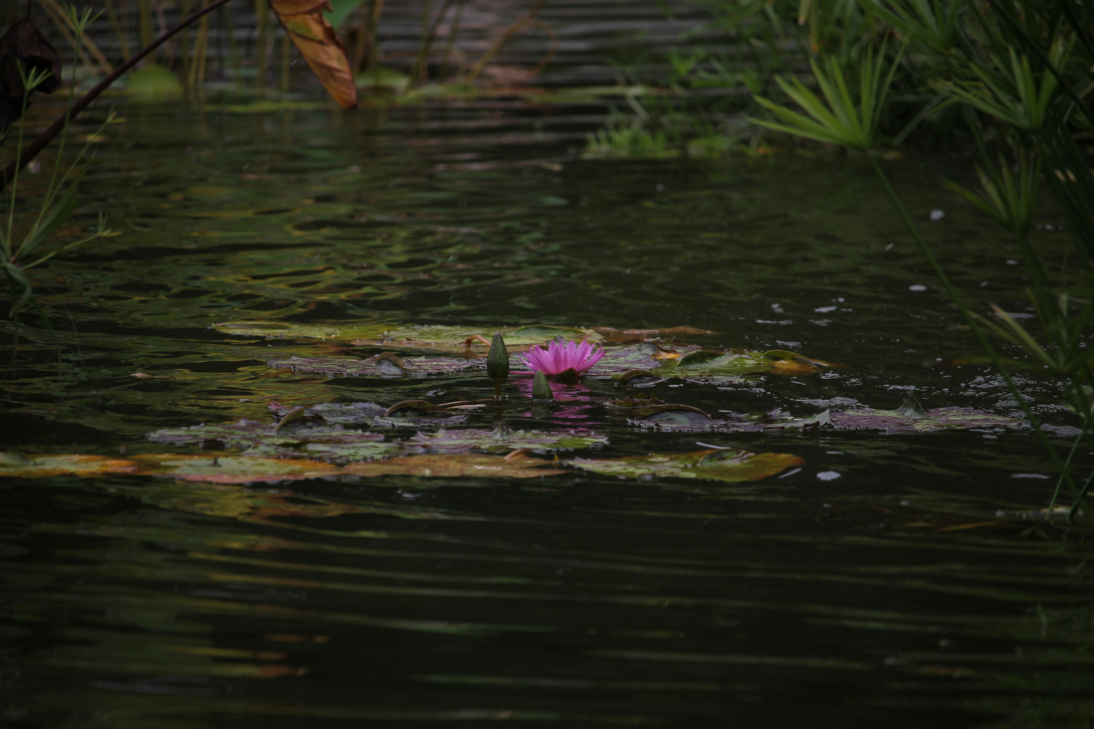 Pink Water Lily Anchored Amid Dim Pond Ripples