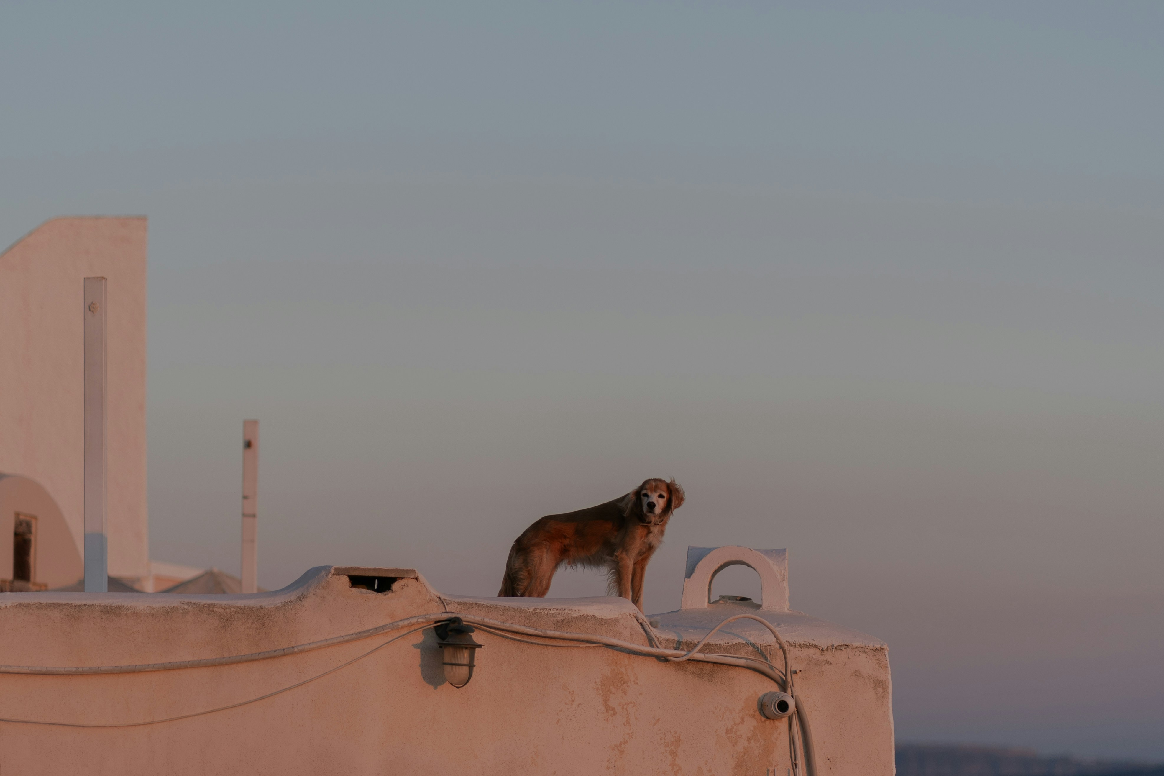 Dusk on the White Terrace: A Lone Dog Stands Watch