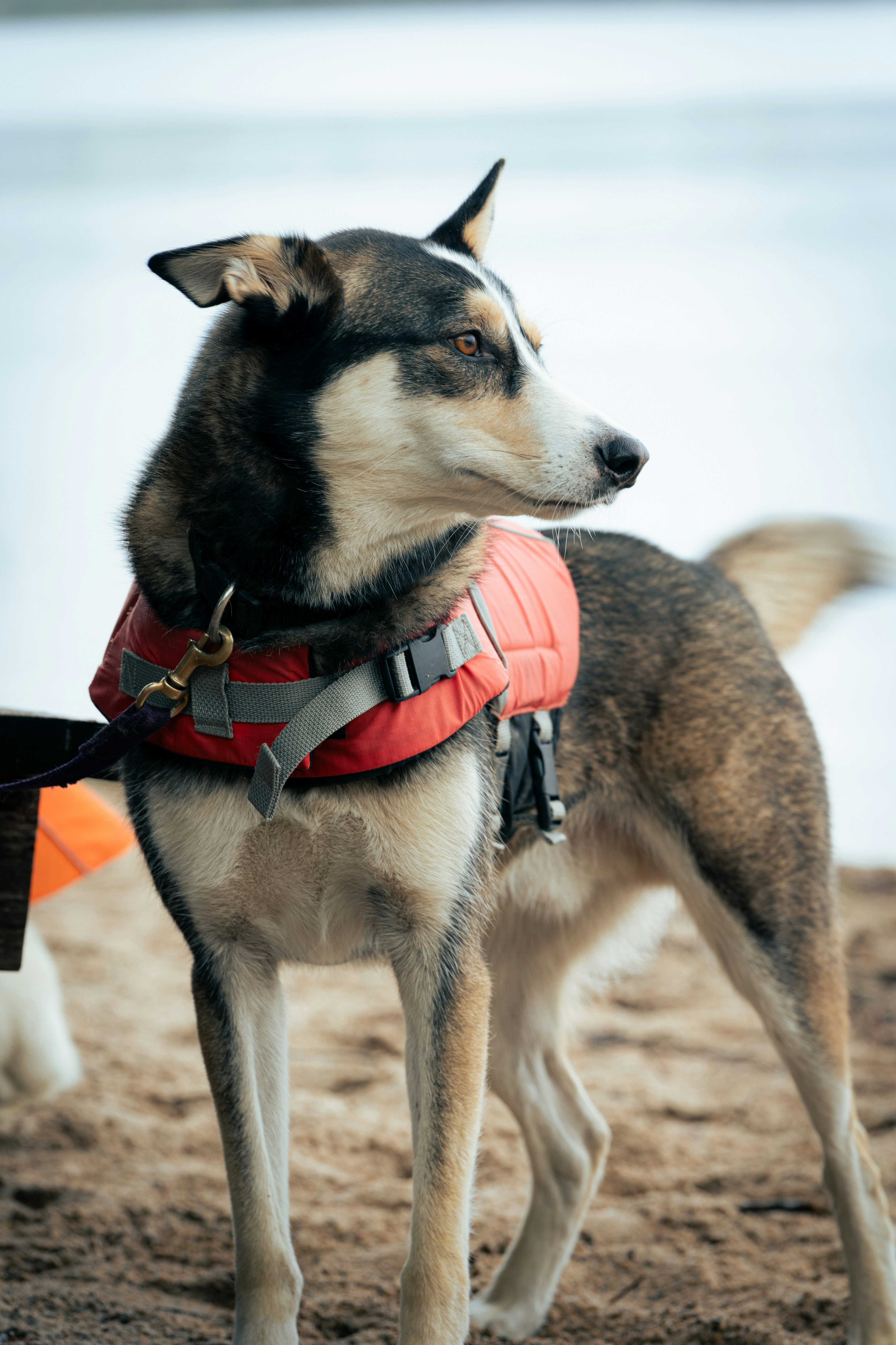 Toward the Horizon: A Loyal Aligned Profile in Red