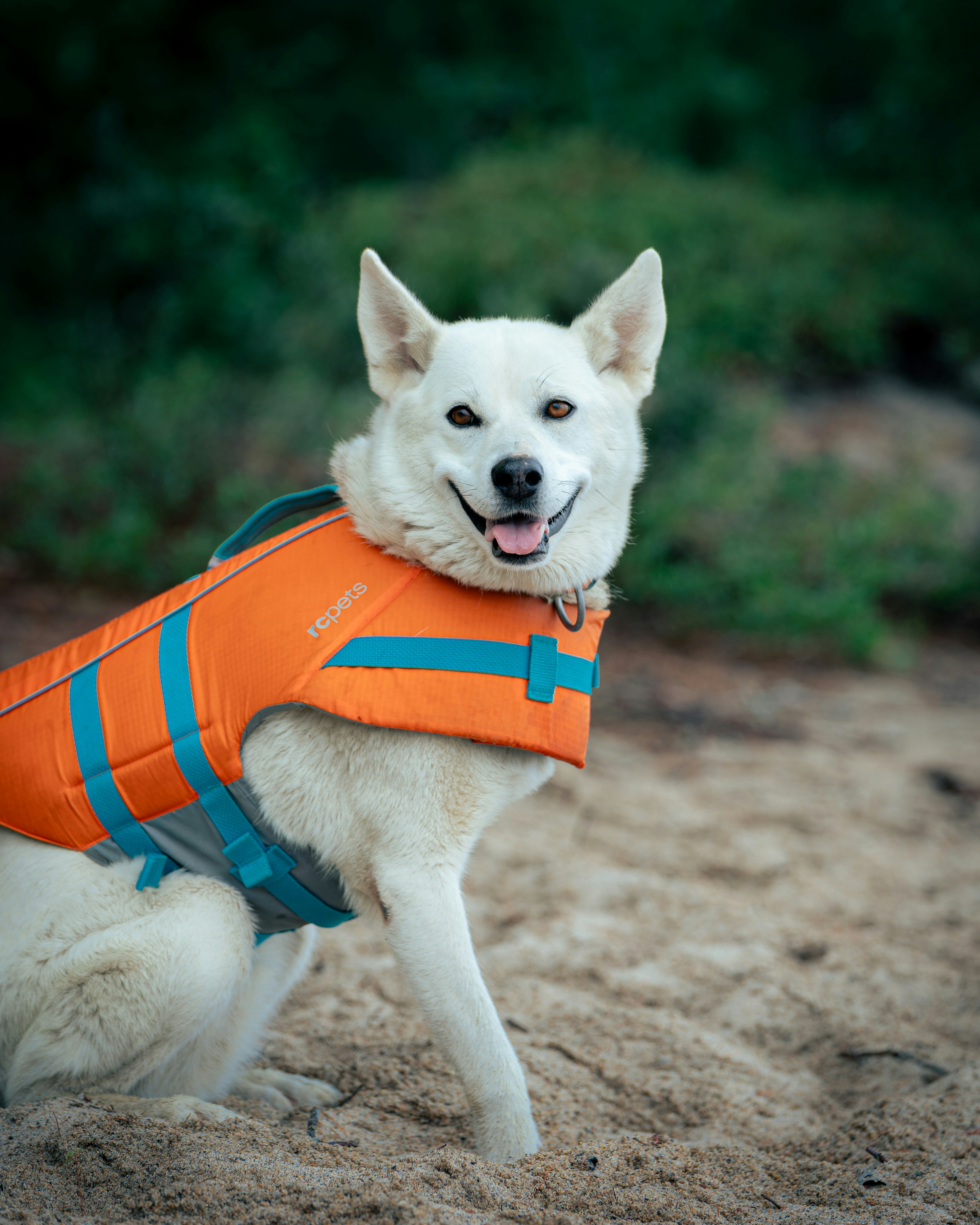 Orange life jacket, white-furred gaze: a beach-ready portrait