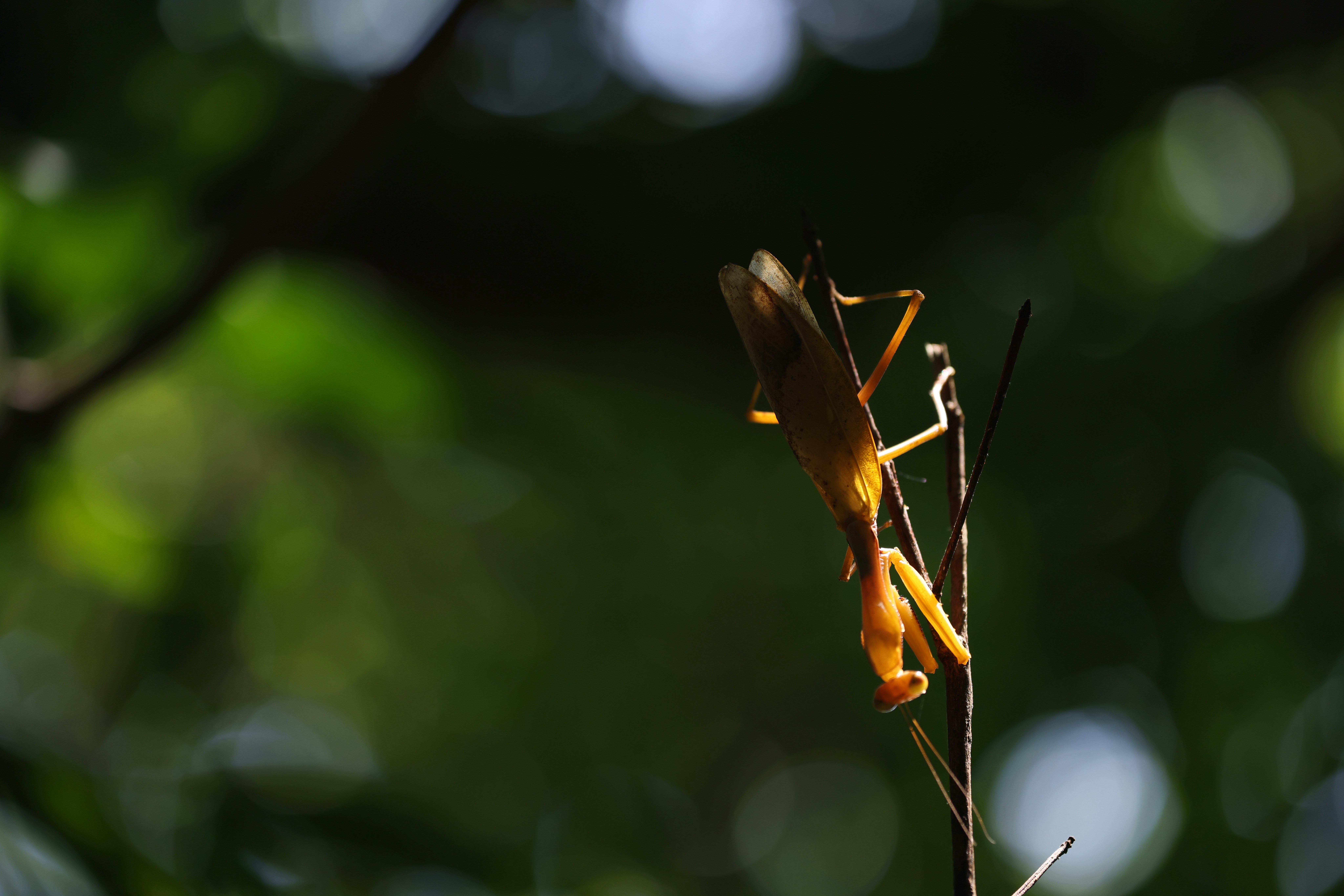 Un insecto amarillo sentado en lo alto de la rama de un árbol foto ...