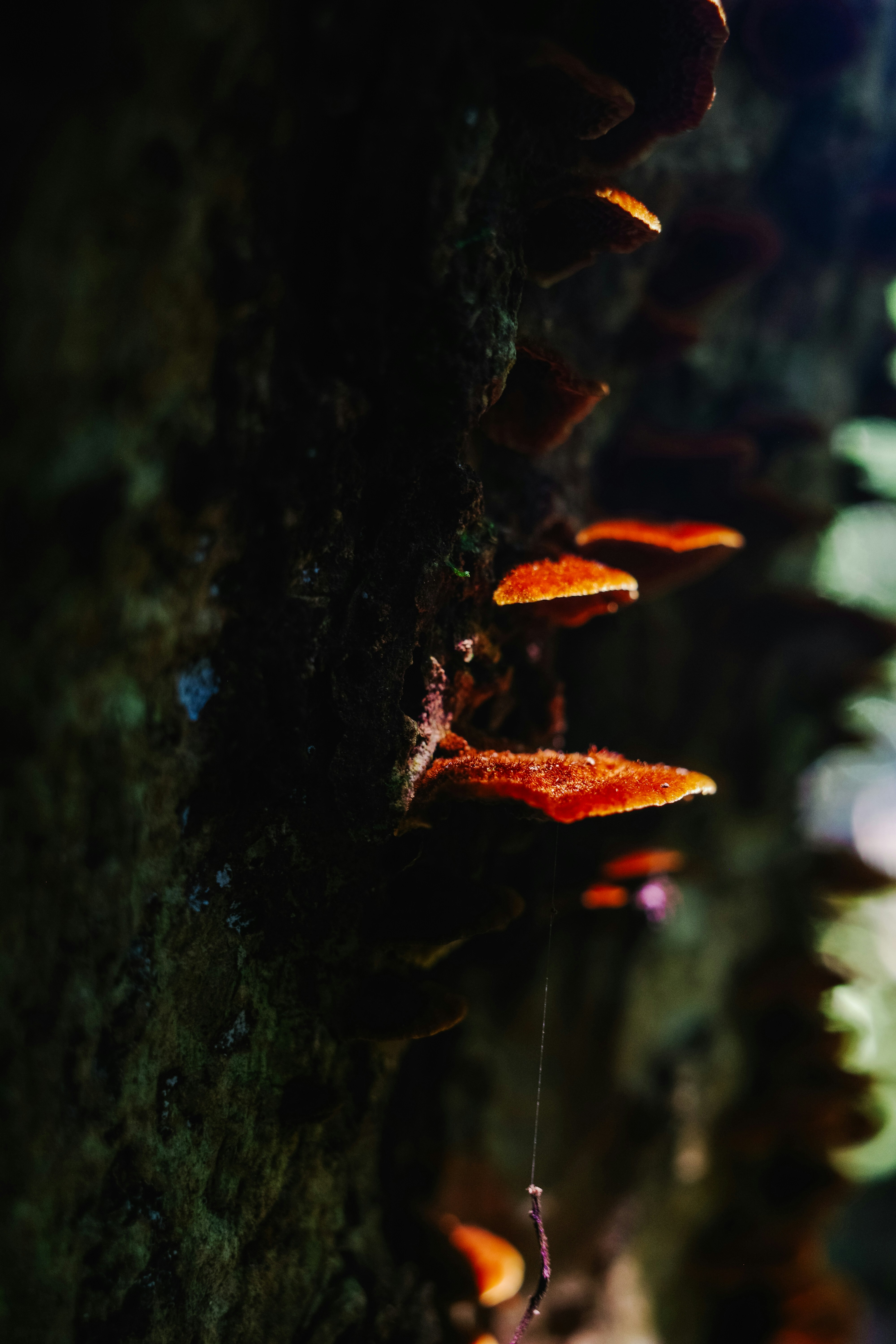 Crimson Bracket Fungi Clinging to Mossy Bark in Dim Light