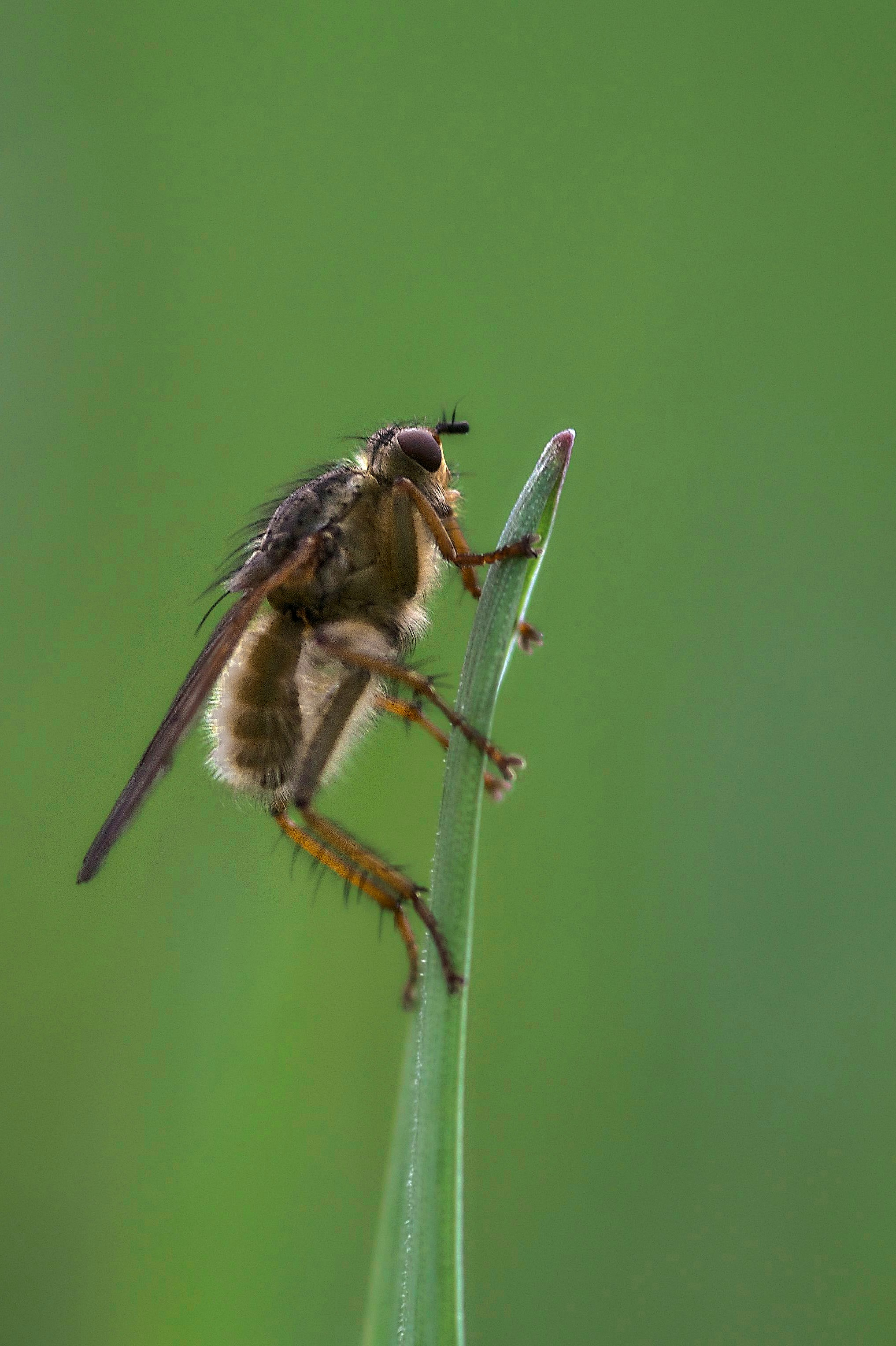 A close up of a small insect on a blade of grass photo – Free Animal ...