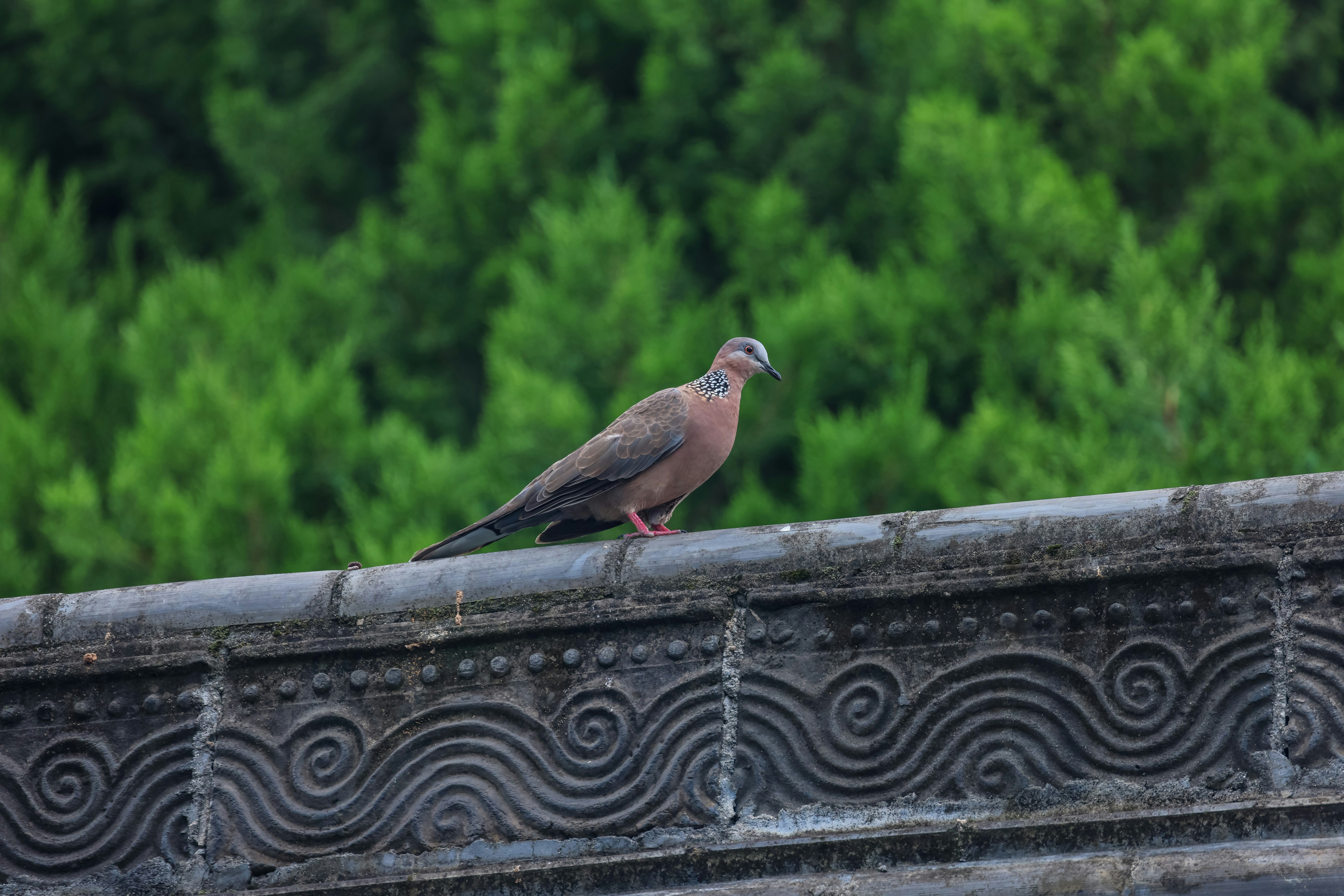 Pigeon on a Carved Stone Railing Against a Verdant Backdrop