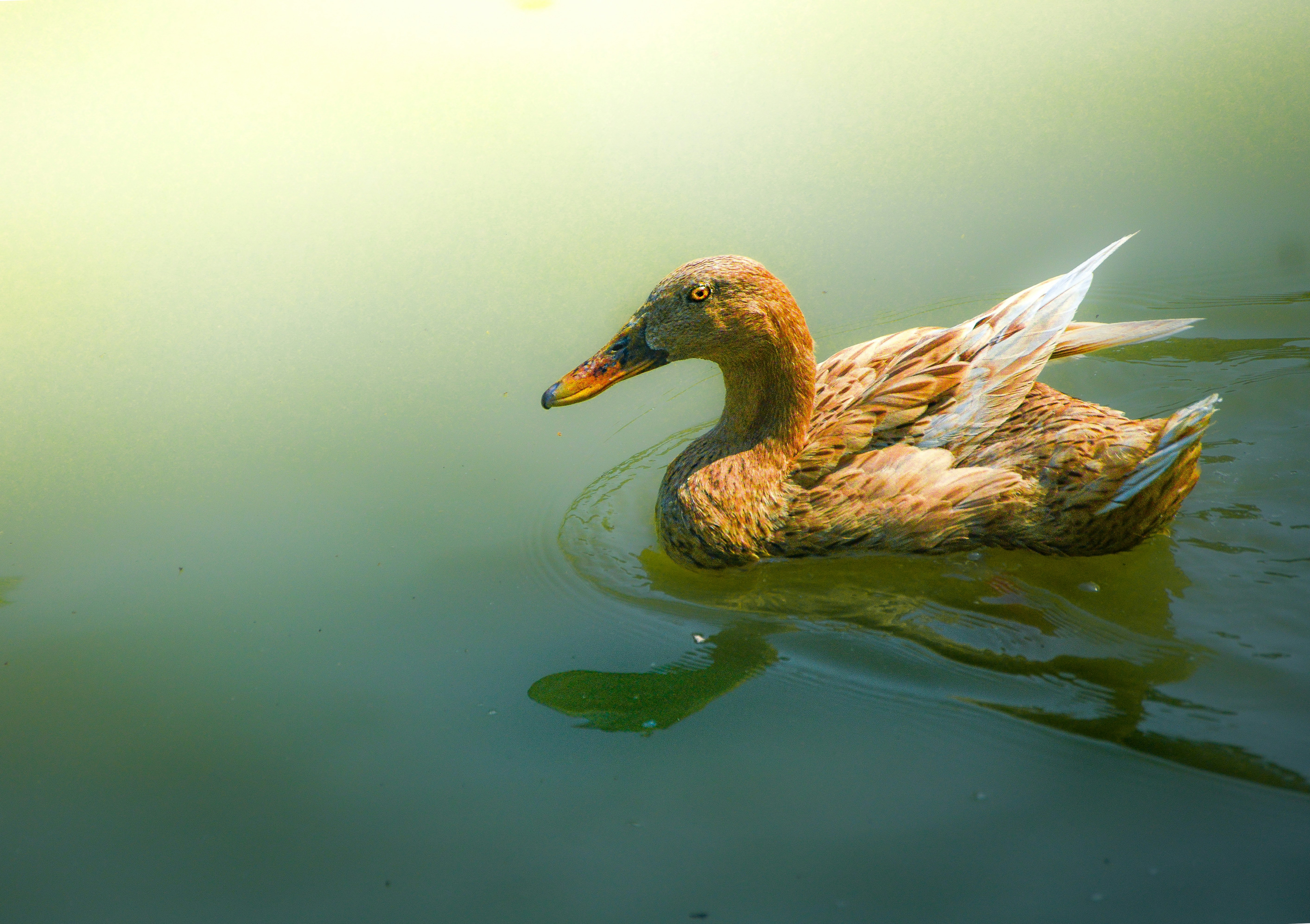 A duck floating on top of a body of water photo – Free Animal Image on ...