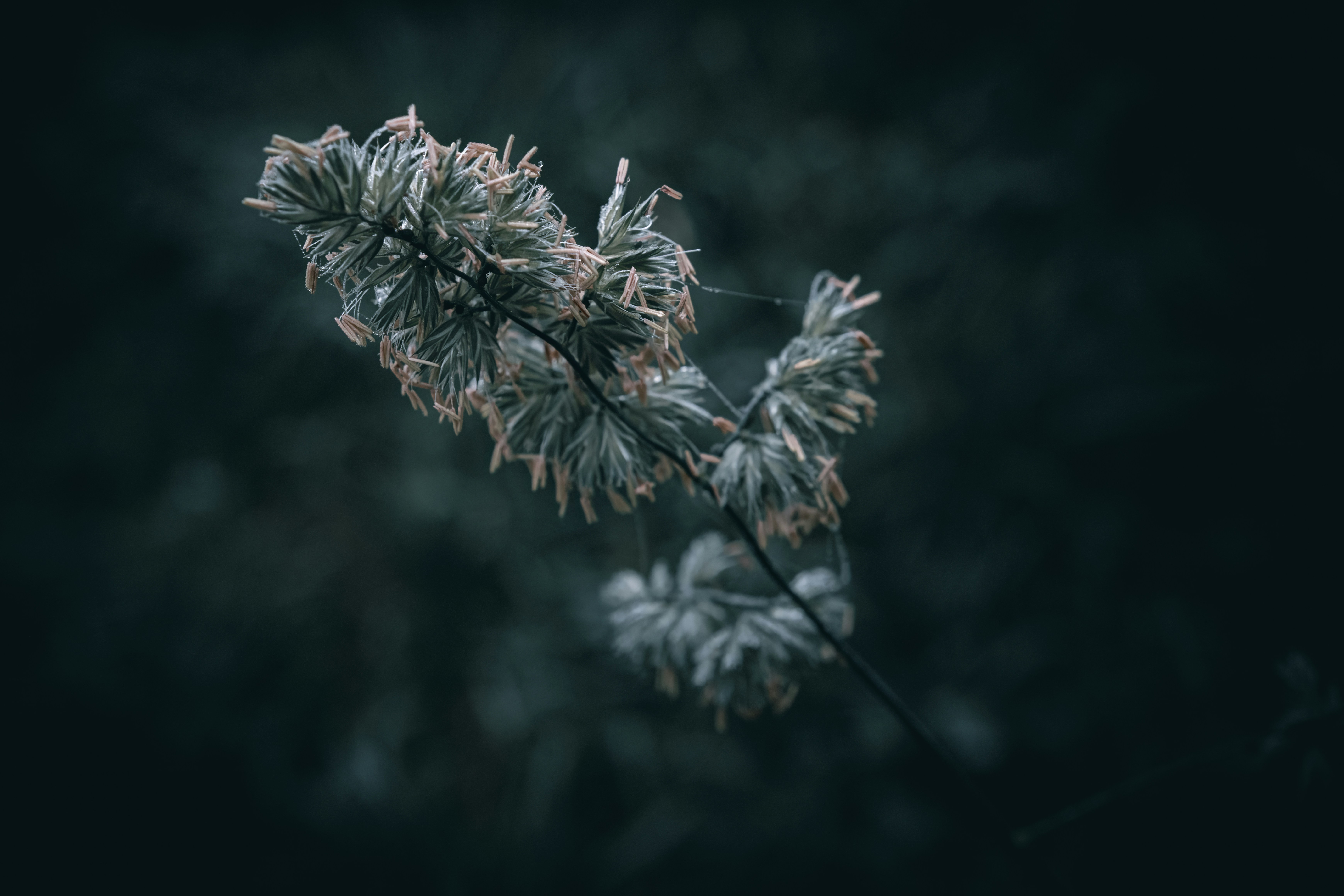 Frosted Sprig Transfixed in a Velvet Night