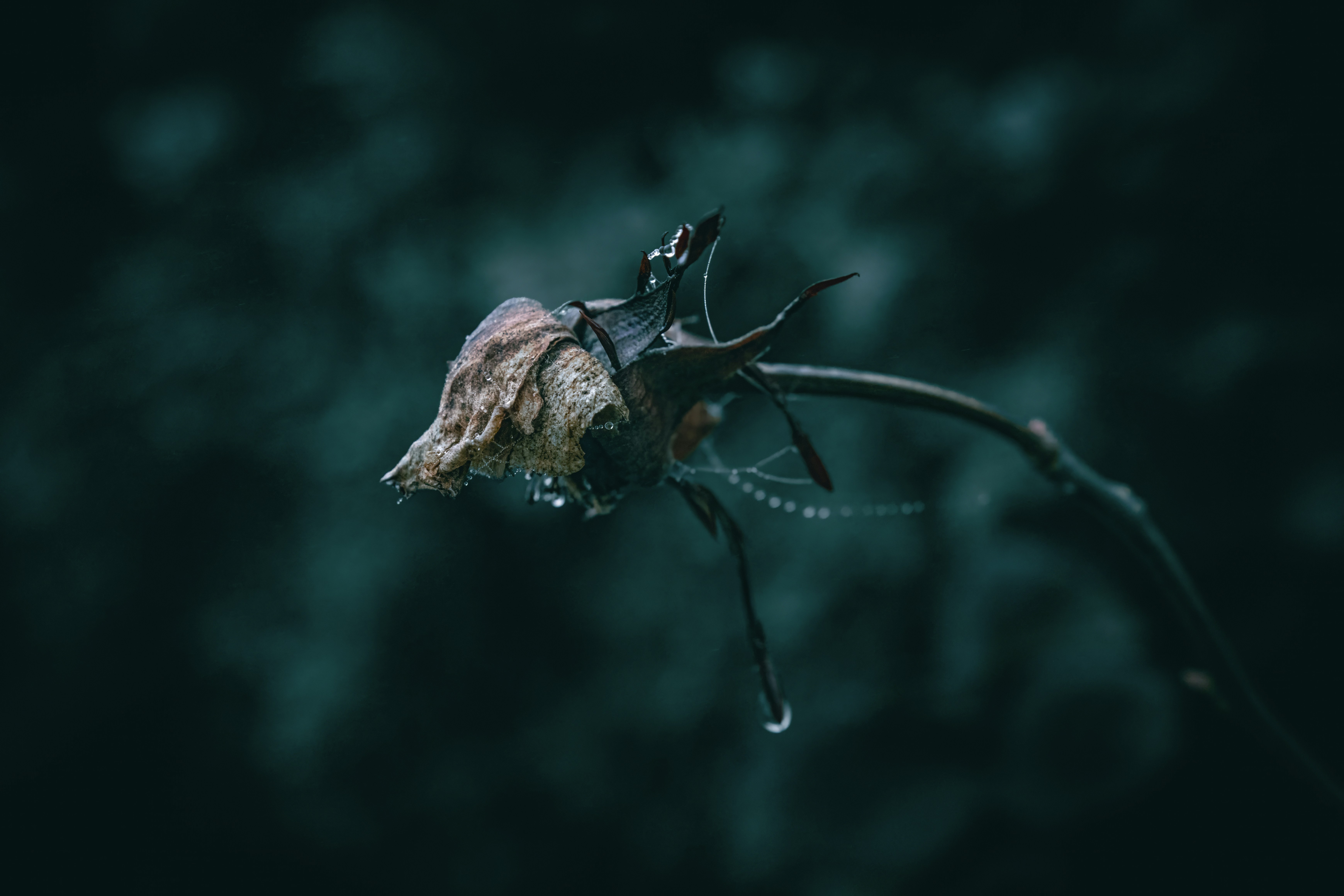 Dried Bloom on a Teal Thread: A Quiet Macro Moment