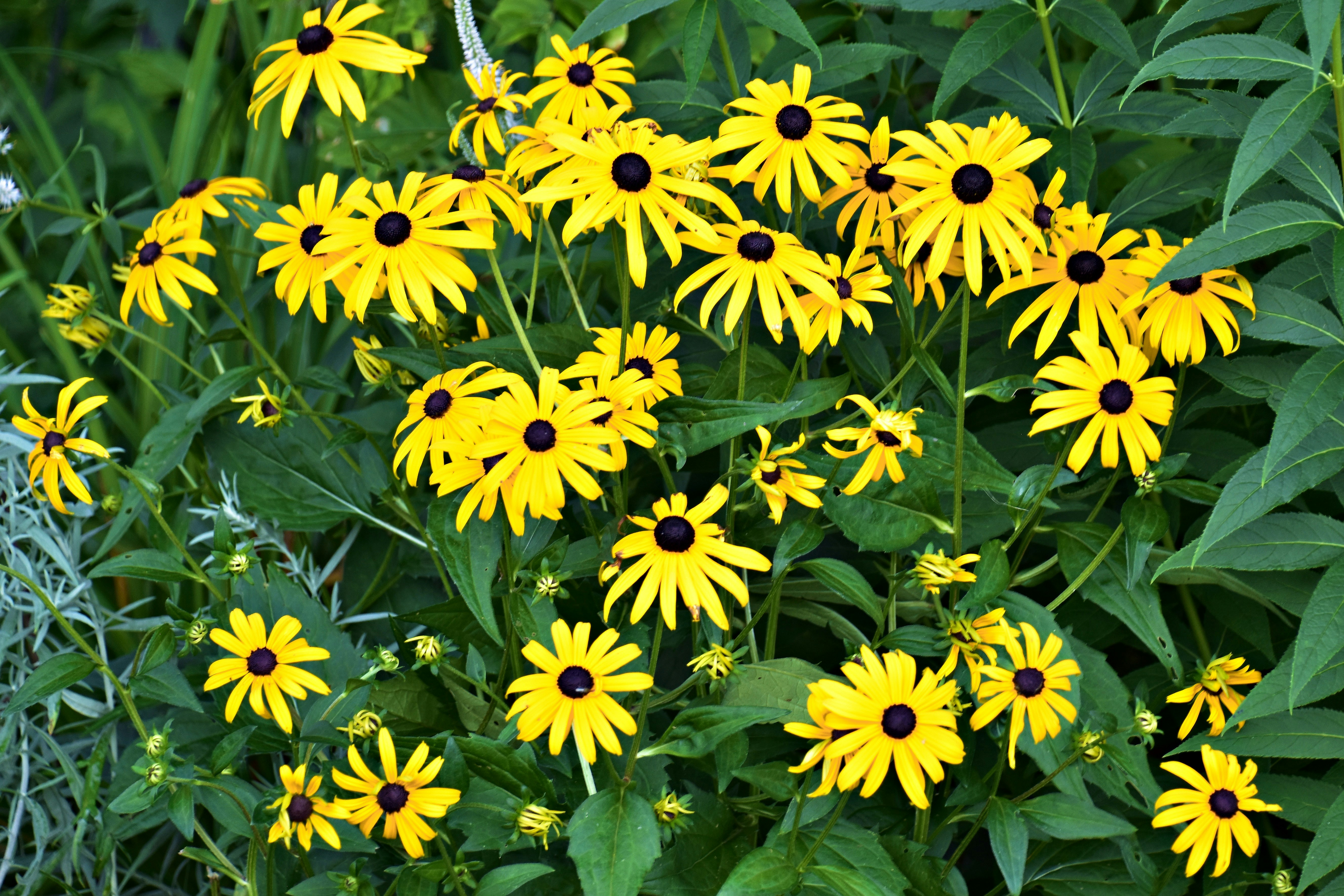 Sunlit Aster Bloom: a field of vibrant yellow daisies in full flare