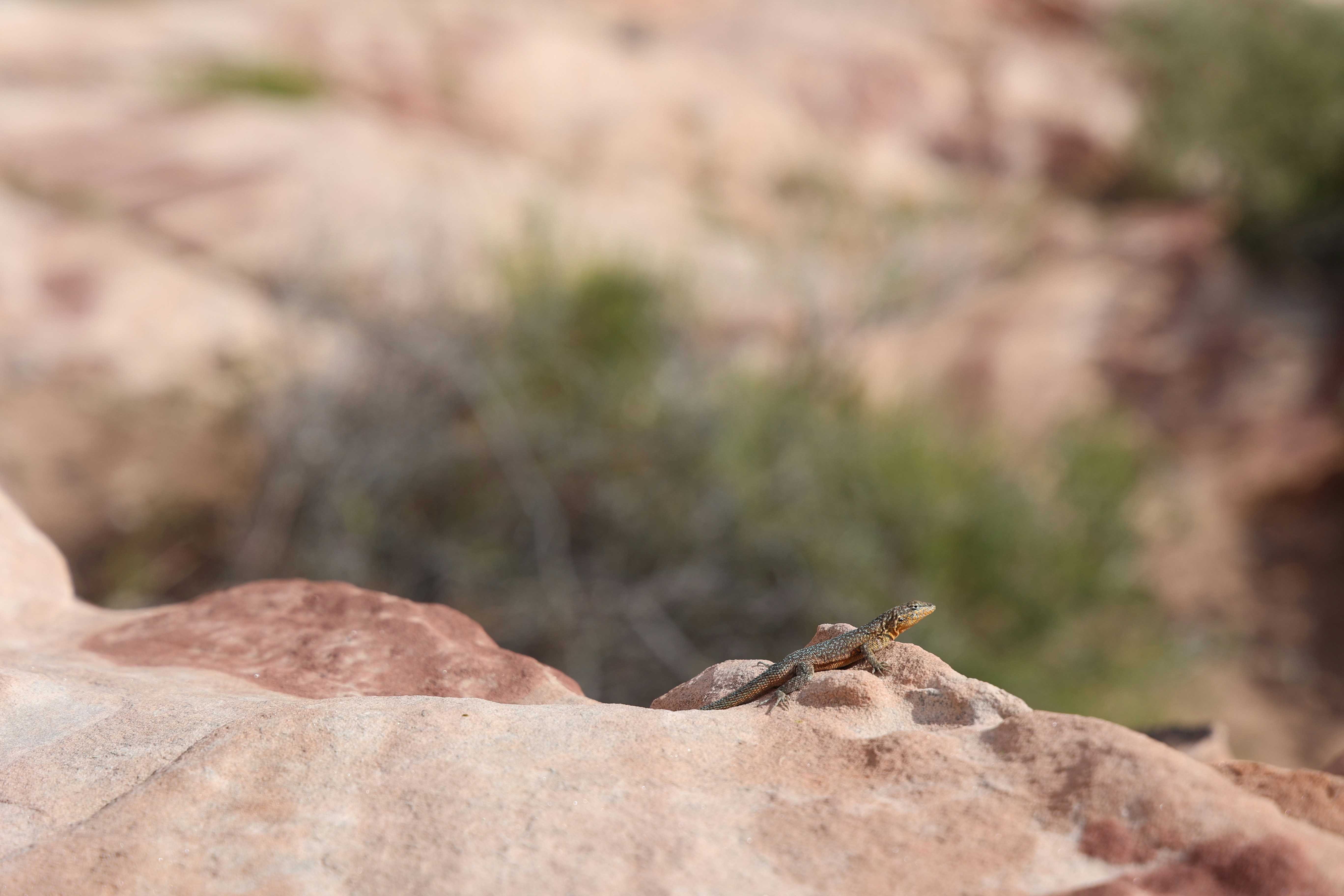 Desert Lizard on a Weathered Red Rock Shelf