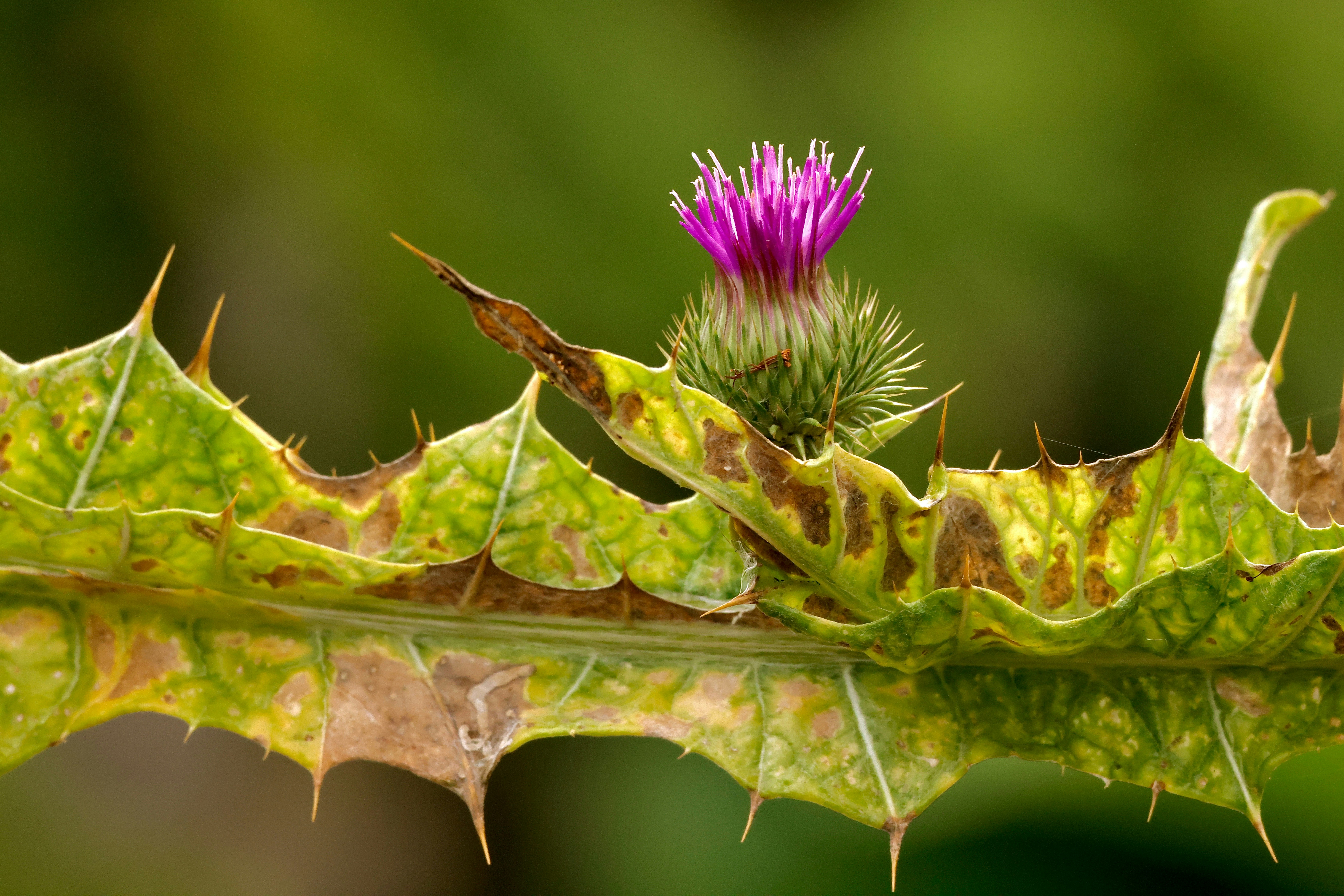Magenta Thistle Crown Rising Over Serrated Leaves