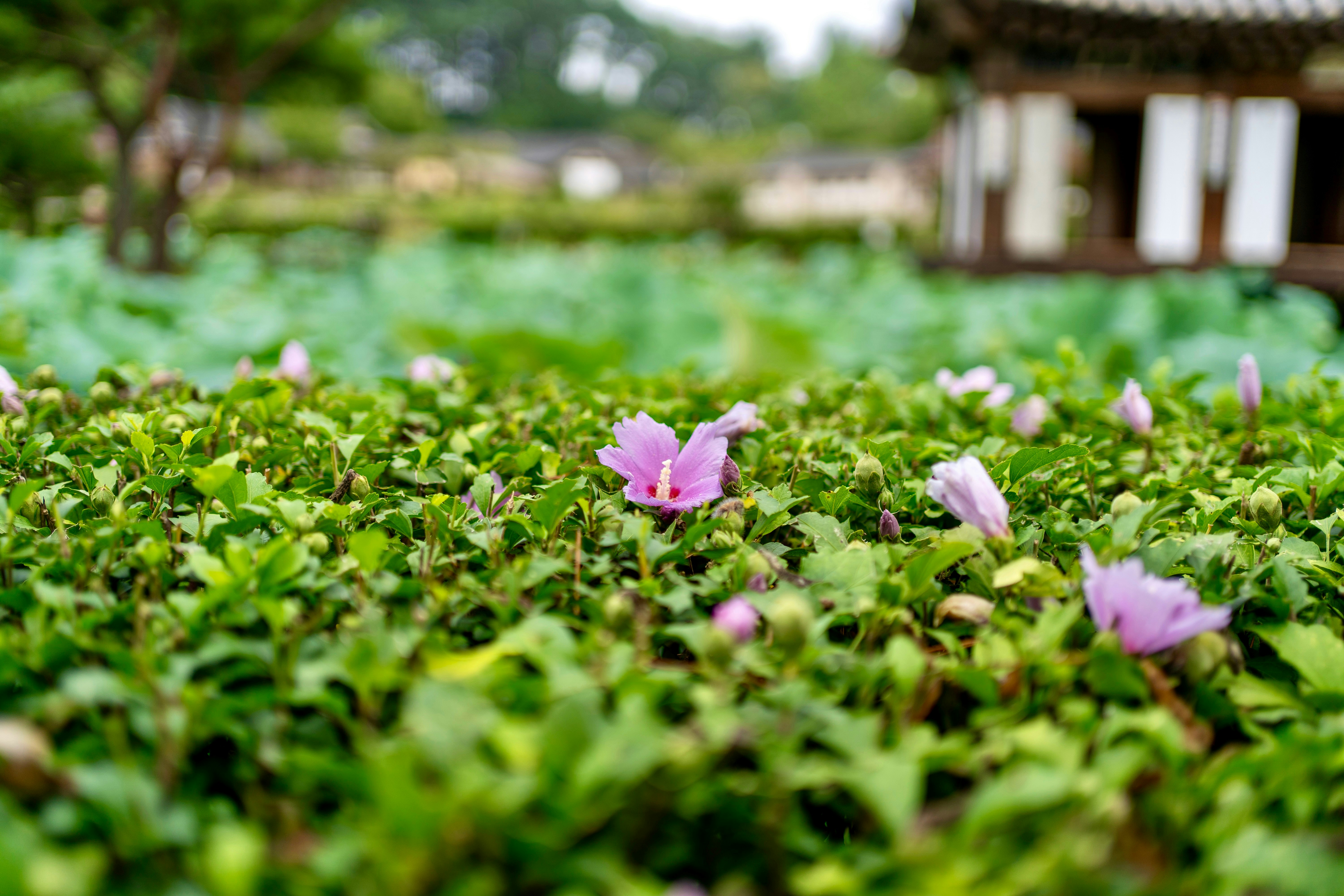 This photo captures a close-up view of a delicate hibiscus flower in full bloom, nestled among vibrant green foliage. The soft focus on the background reveals a traditional Korean building, adding cultural depth to the natural beauty of the scene. The lush greenery and the bright pink petals of the flower create a peaceful and harmonious atmosphere, evoking the serenity of a well-tended garden during the summer season. This image beautifully combines elements of nature and traditional architecture, highlighting the tranquility of the environment.