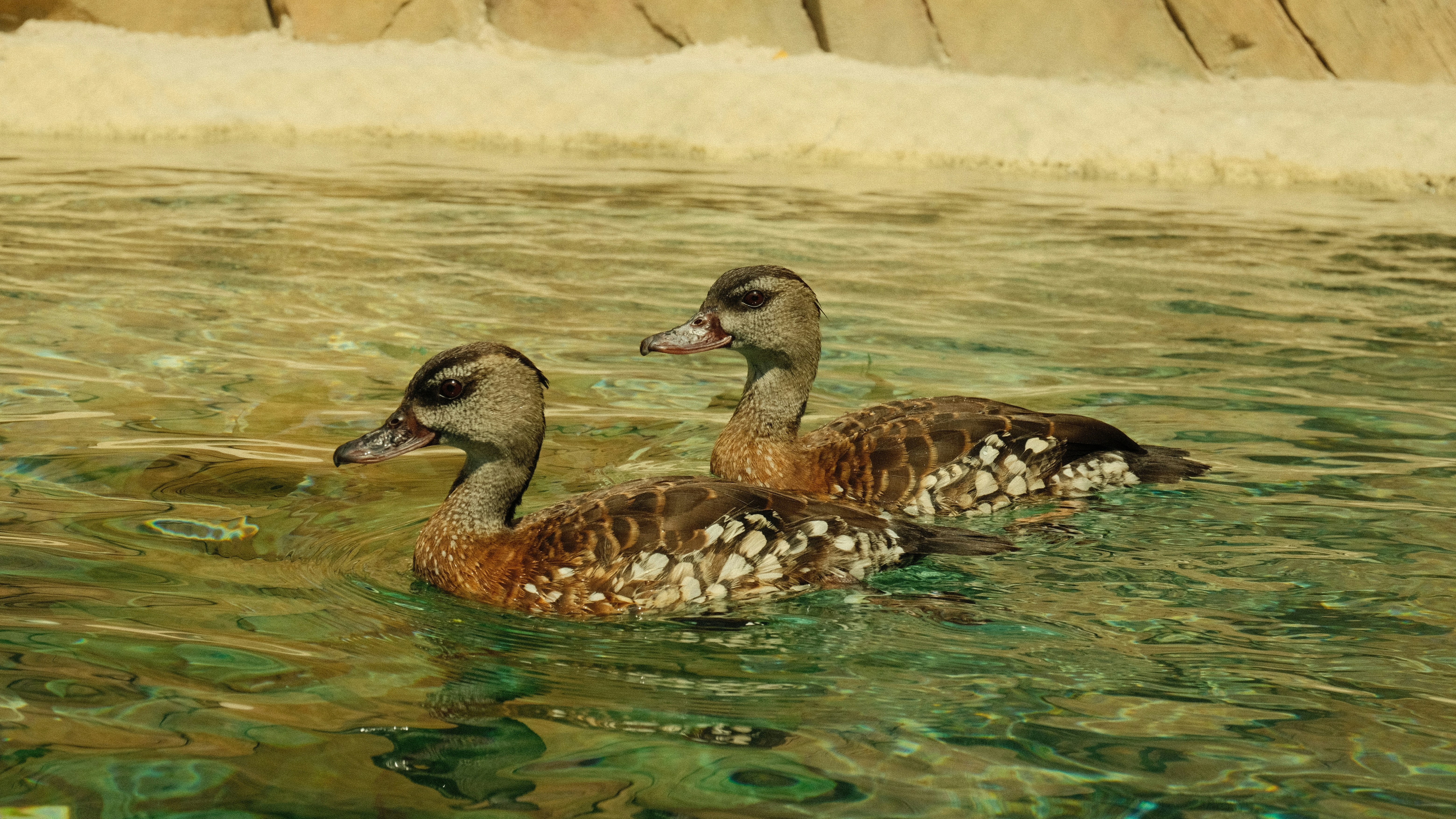 Two Mallards Glide Through Sunlit Ripples by a Sandy Bank