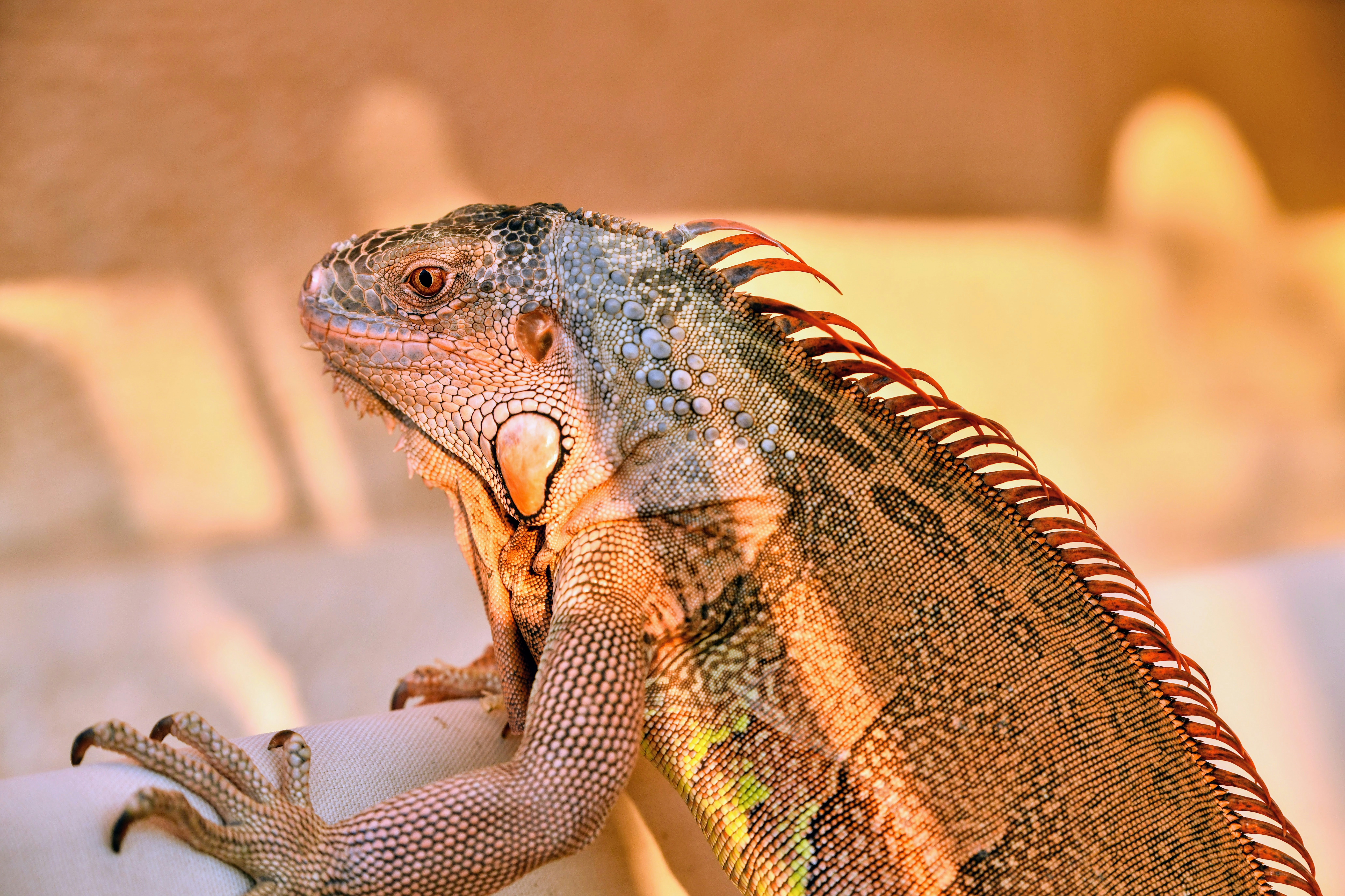 Captured my pet Iguana climbing on my porch, while he was enjoying the sunrays and shadows in the early morning.