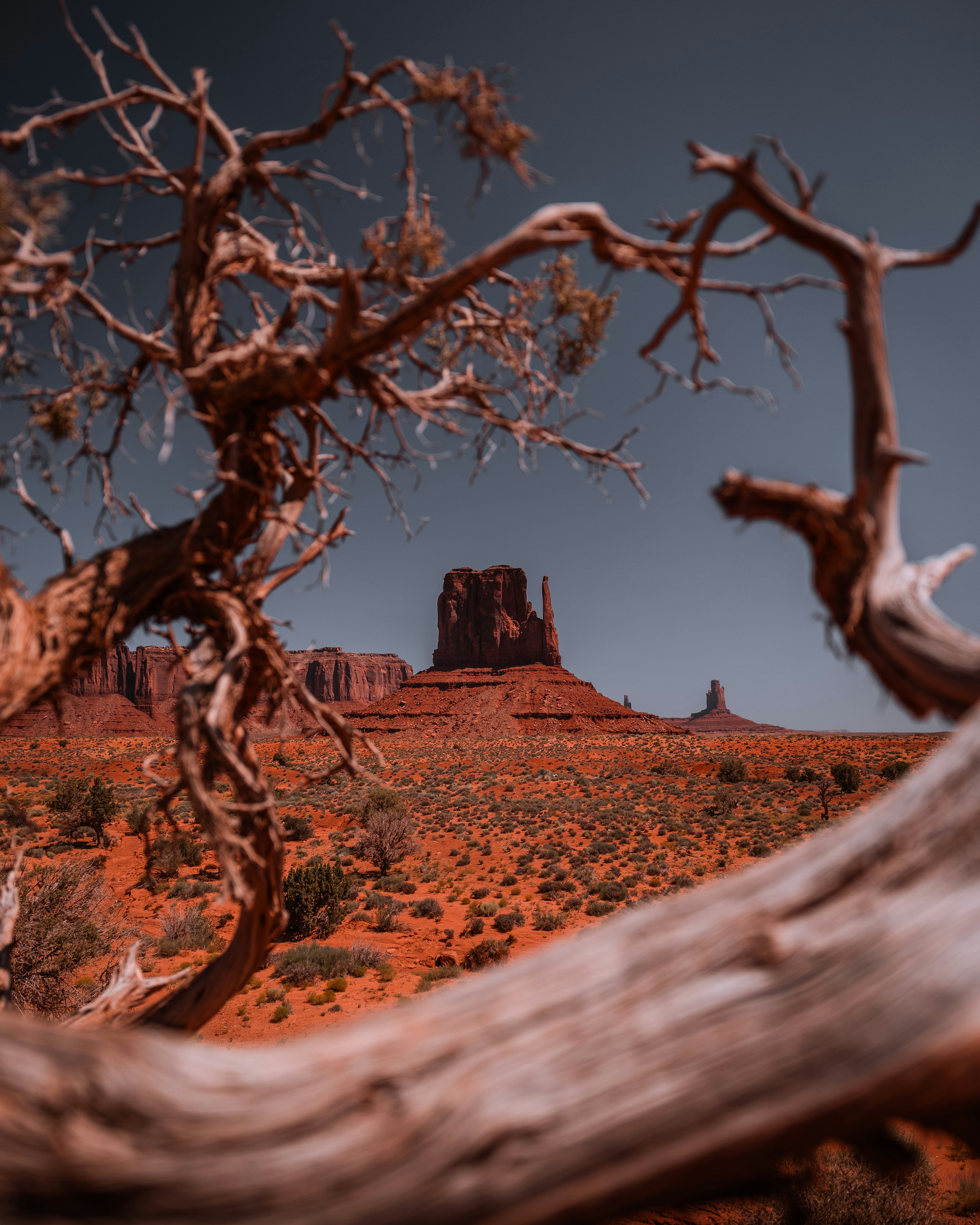 Red Mesa Framed by Gnarled Desert Branches