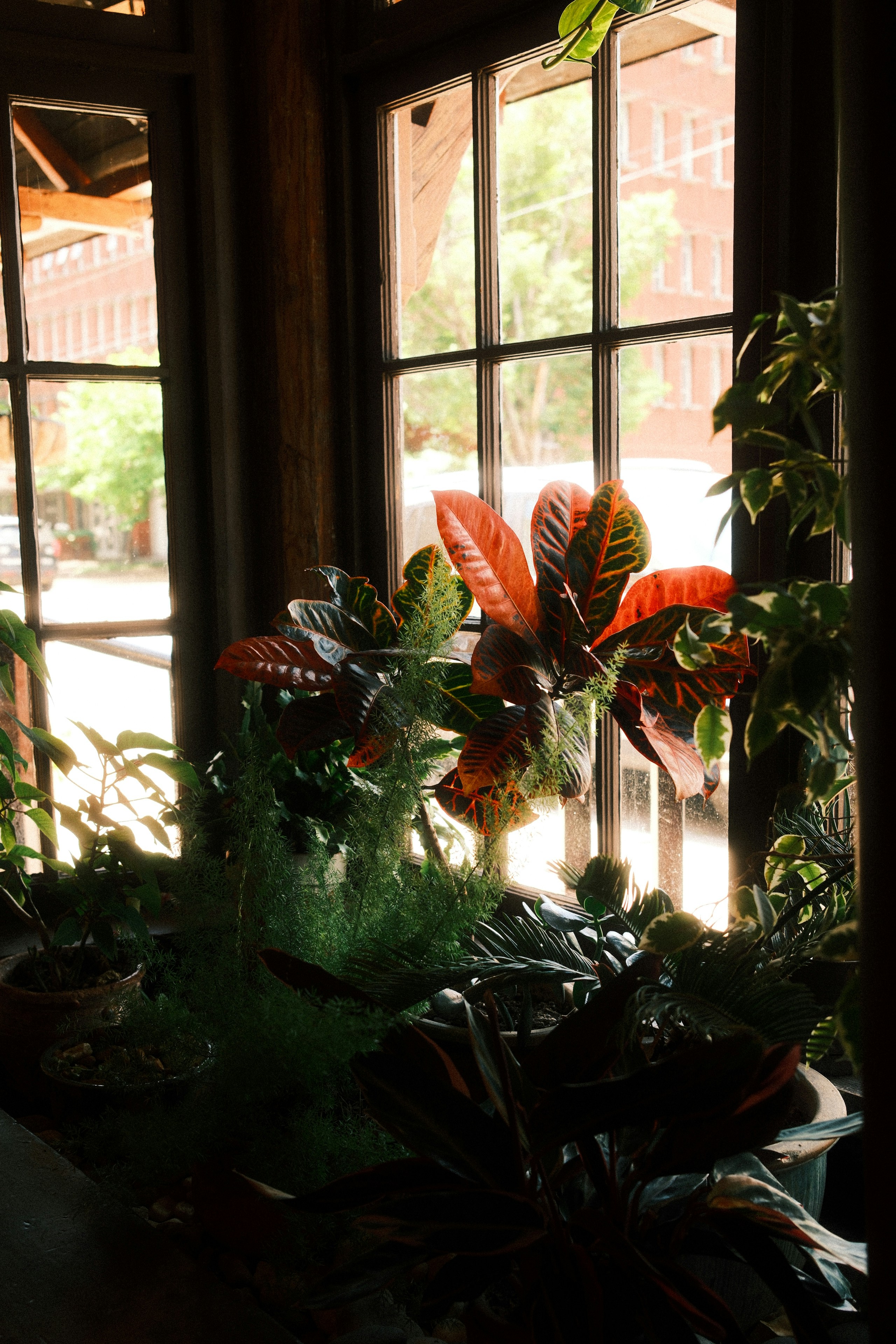 Window Garden: Croton Fire and Ferns in Quiet Light