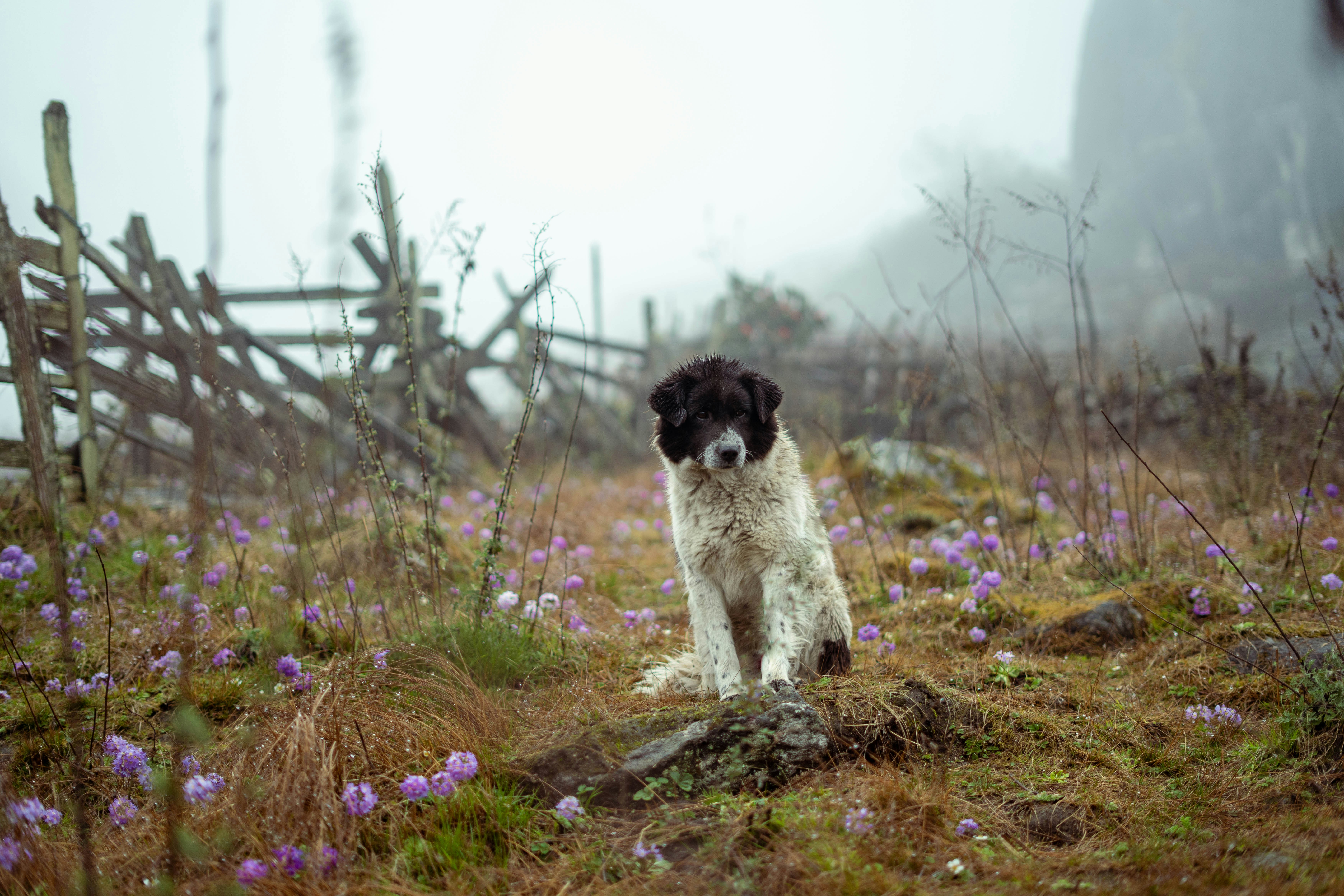 Fog-Soft Meadow Pup Among Violet Blooms and a Weathered Fence