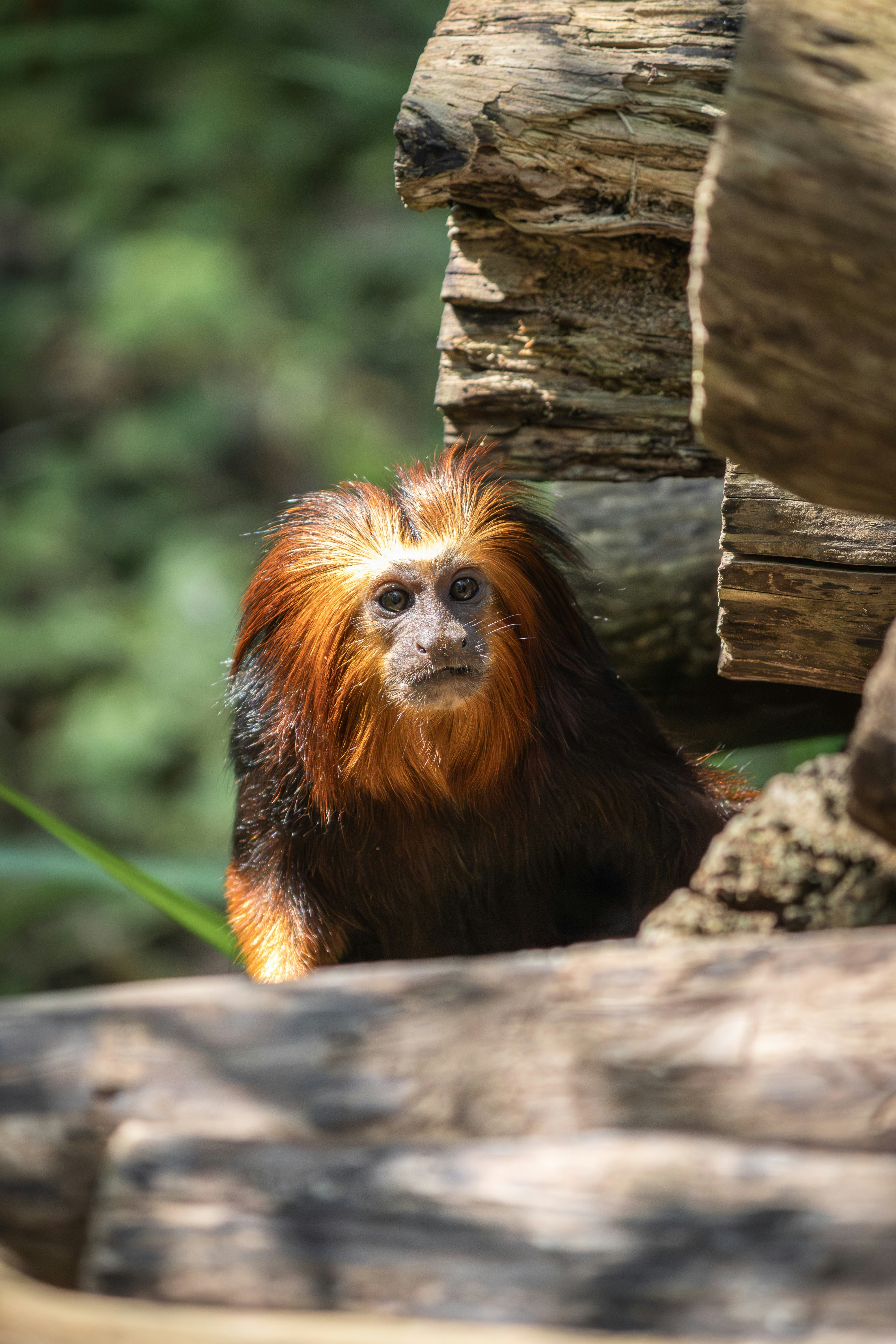 A brown and orange monkey sitting on top of a log photo – Free Animal ...