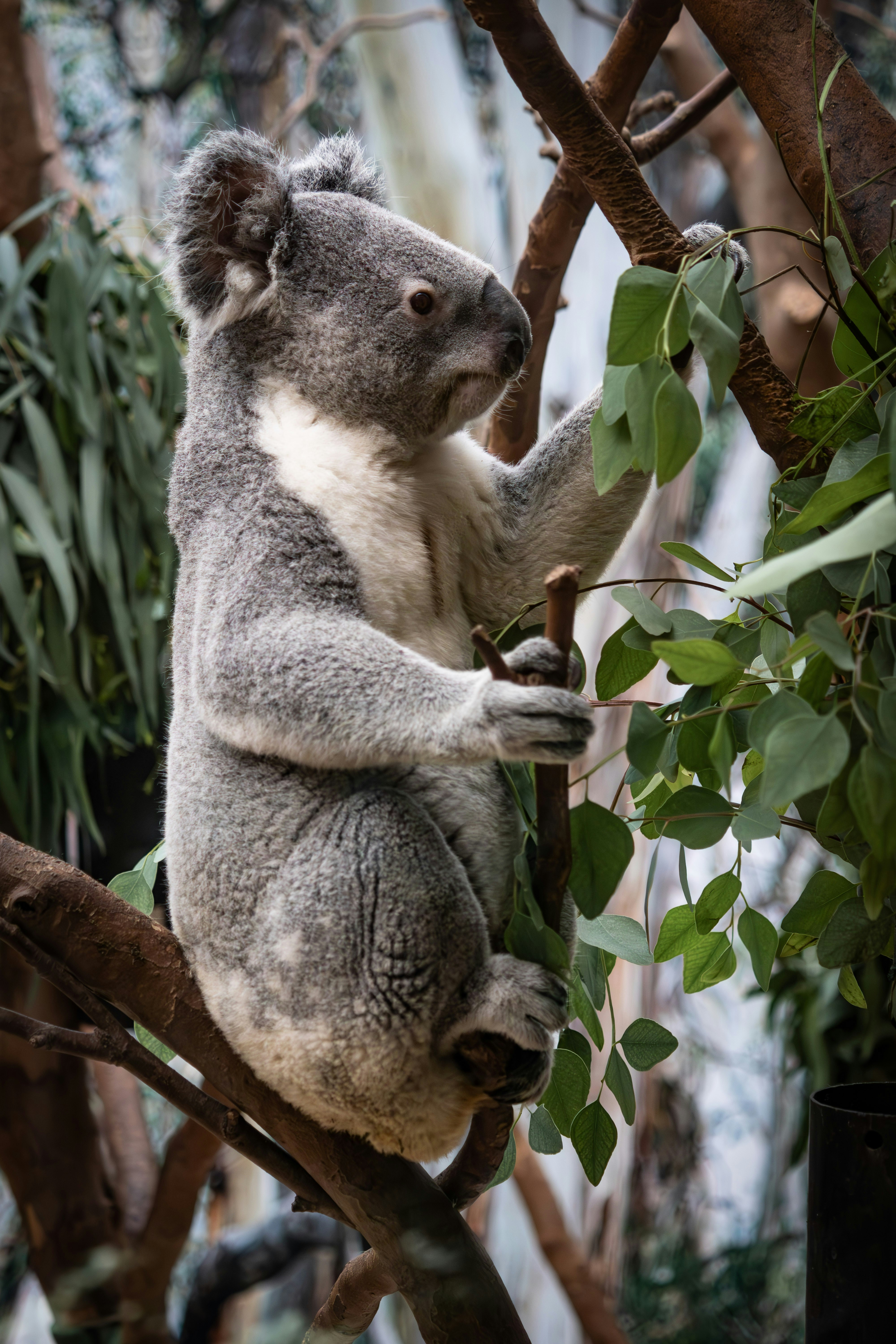 A koala bear sitting on a tree branch photo – Free Nature Image on Unsplash
