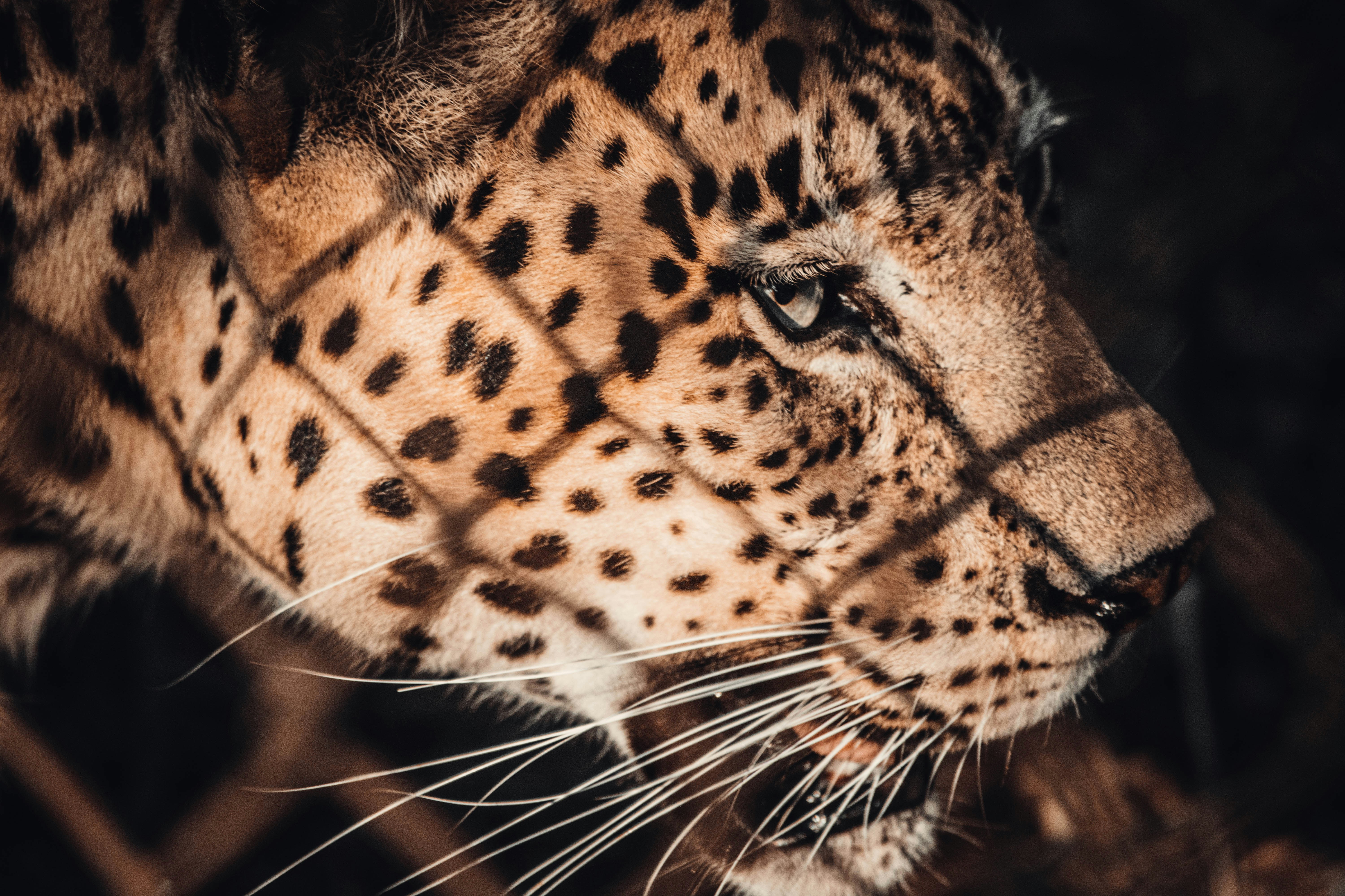 Midnight Gaze: Leopard Profile in Velvet Shadows