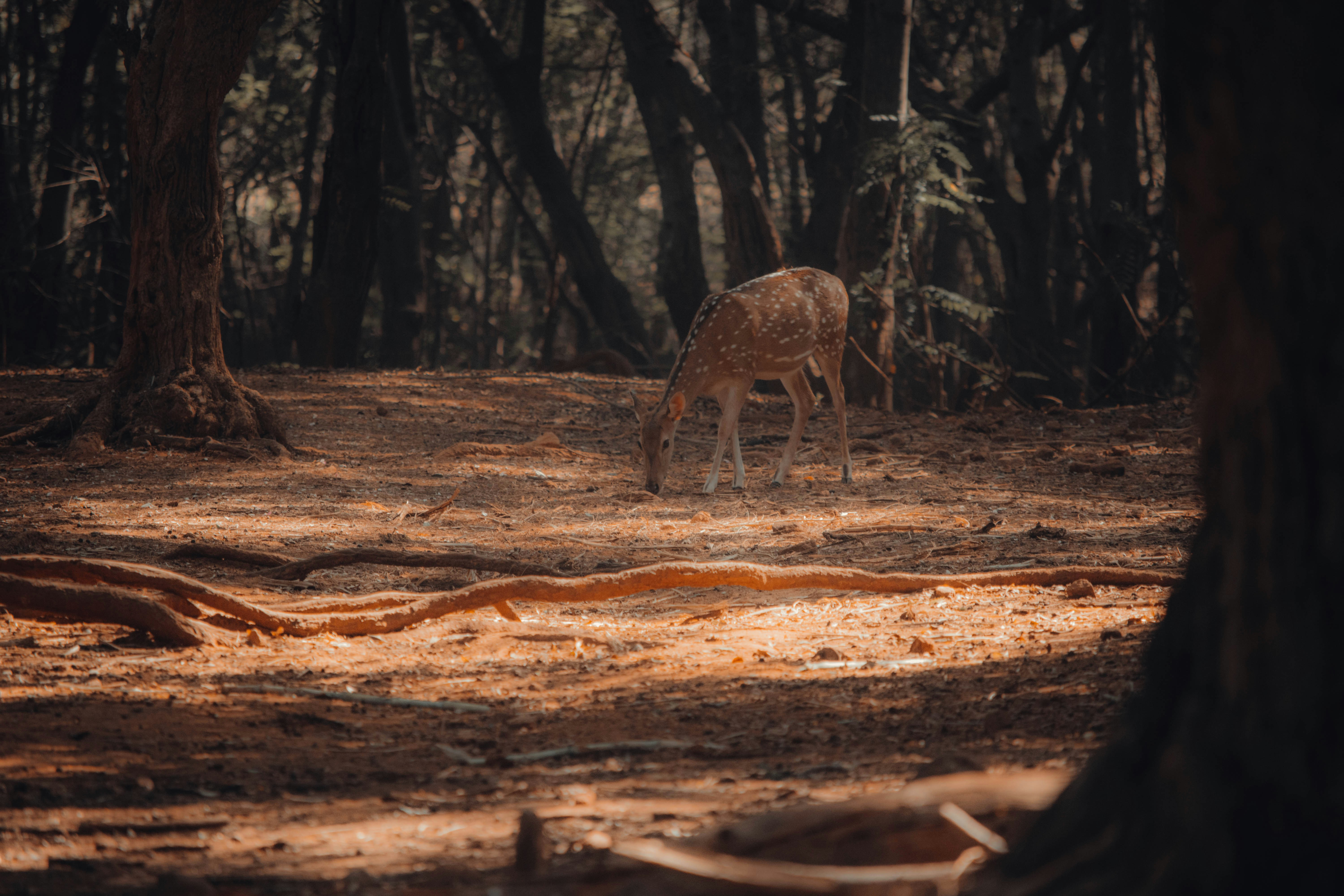 A deer is chowing down on some food in the middle of the day. Looks like this deer is in a zoo, and it's really enjoying its meal.