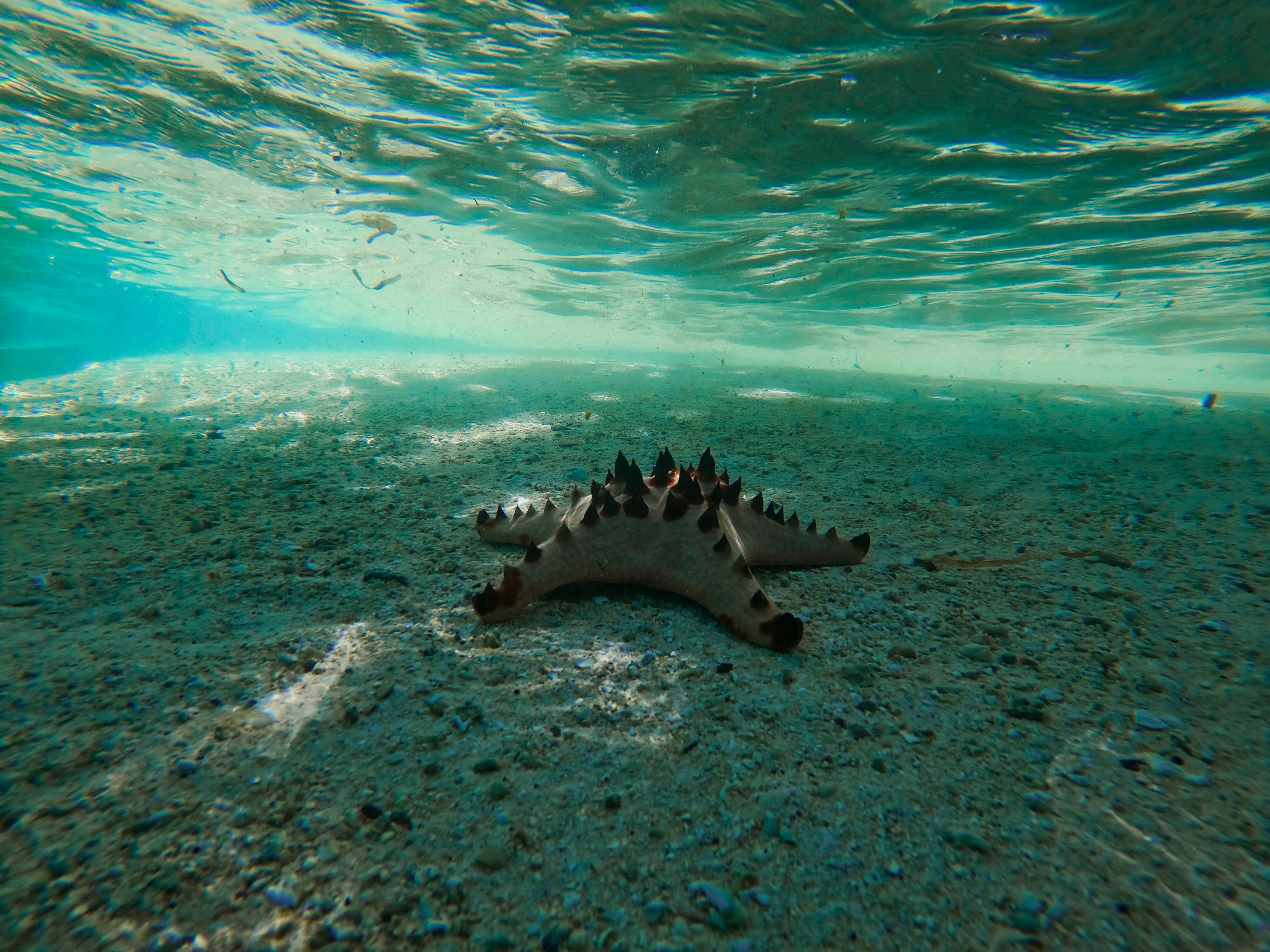 Starfish Skeleton: A Quiet Underwater Encounter on Sunlit Seabed
