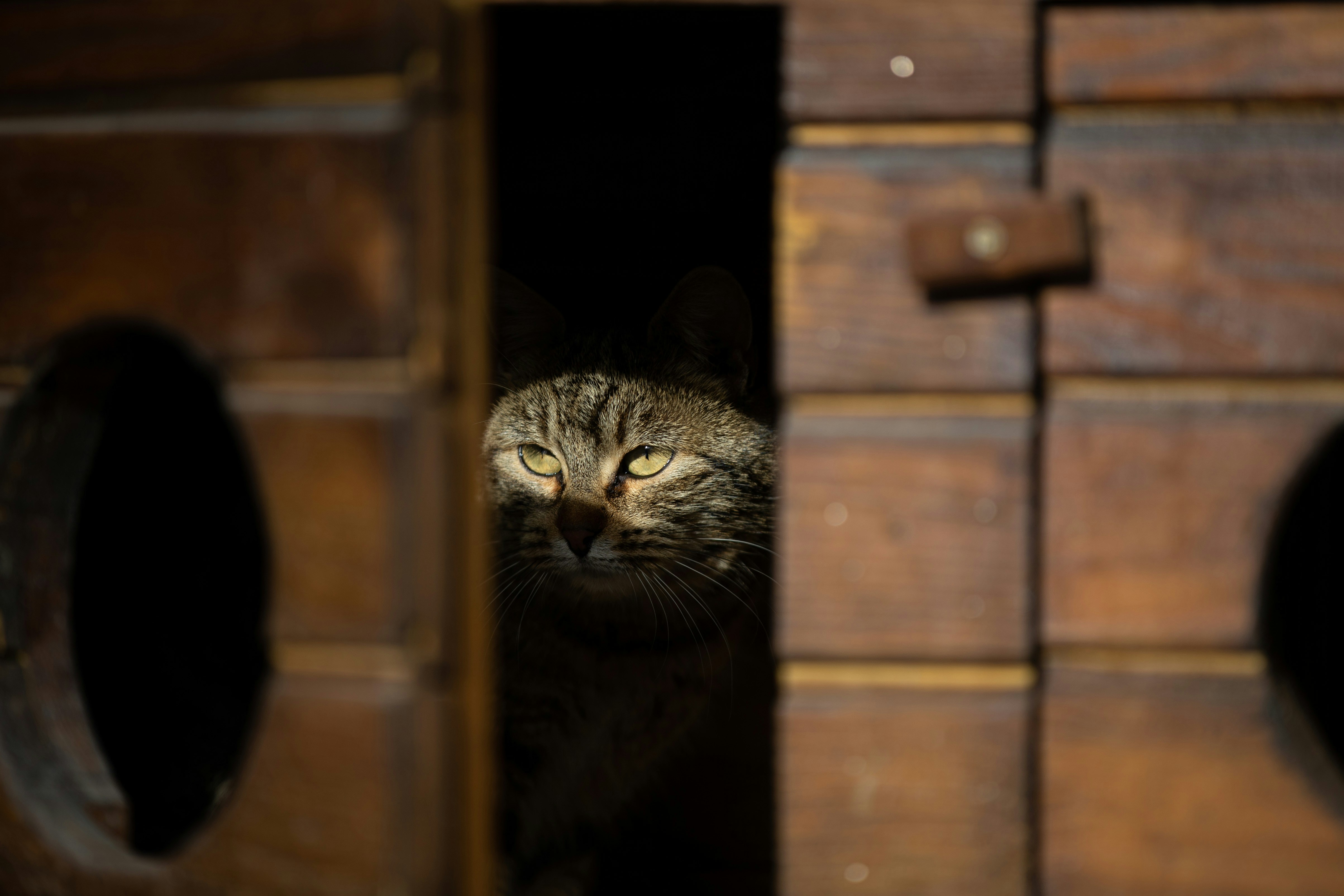 Whiskered Watcher: A Cat Emerges from the Chest of Drawers