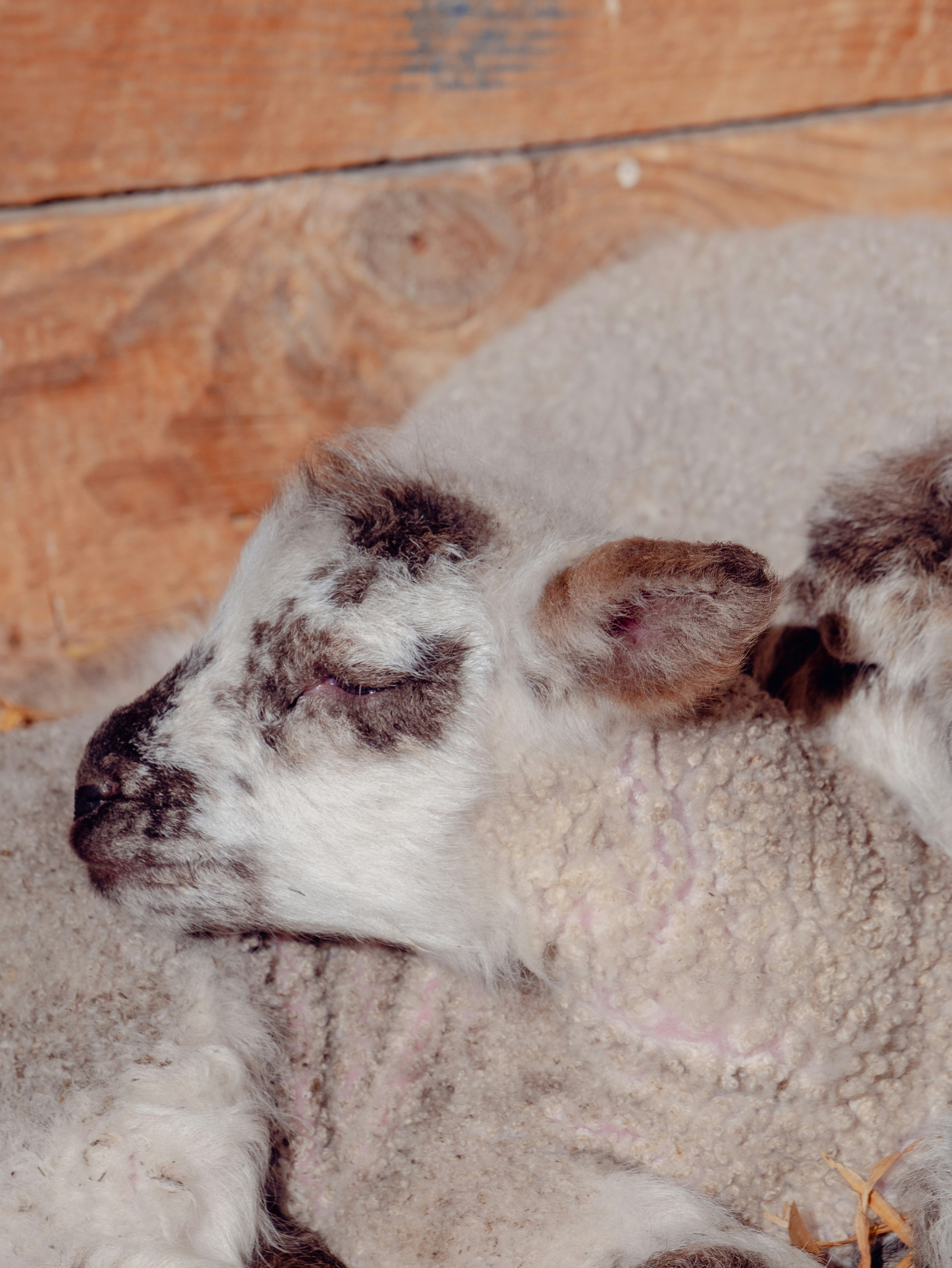 A baby sheep laying on top of a wooden floor photo – Free White lamb ...
