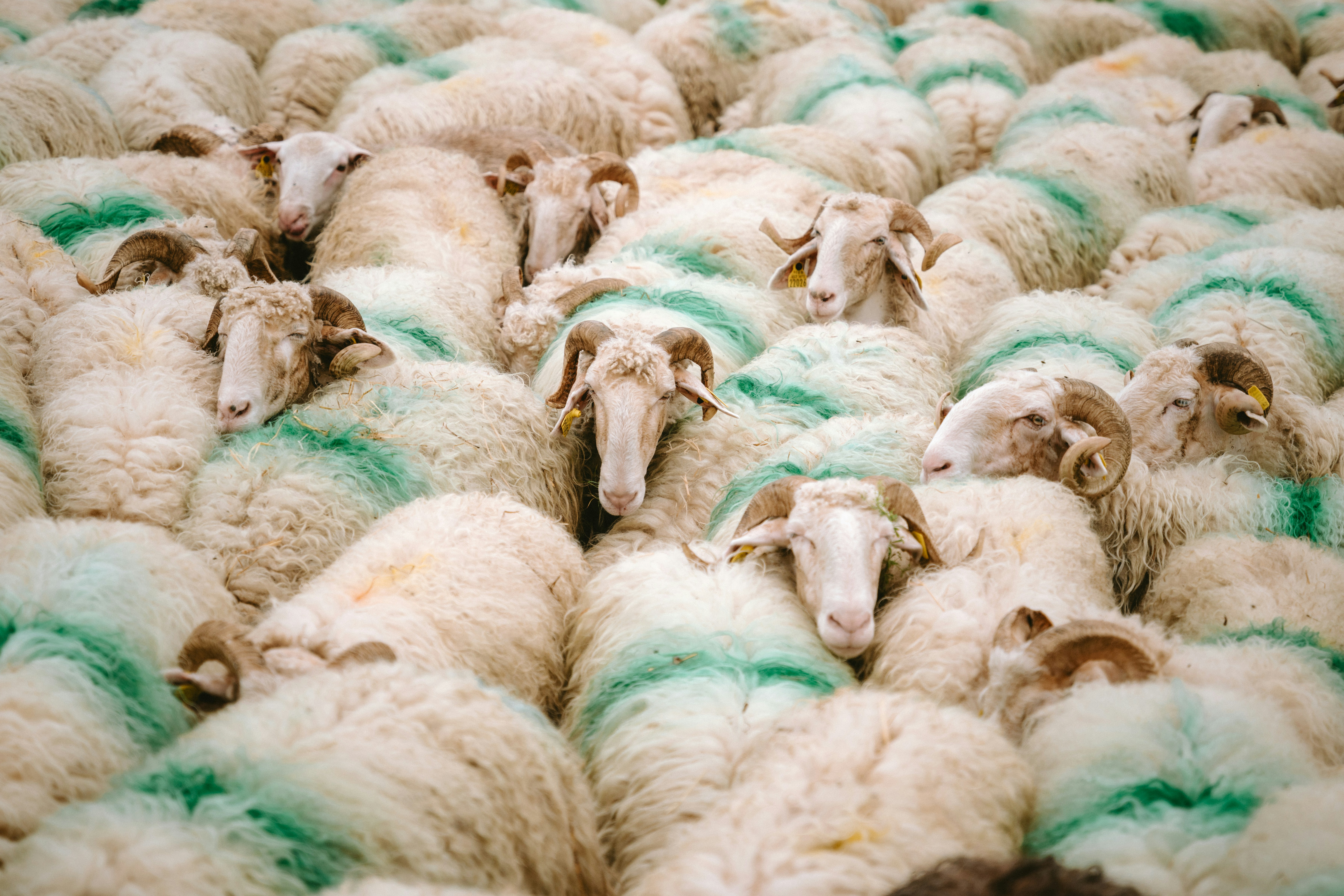 Green-Ribboned Flock: a dense quilt of wool