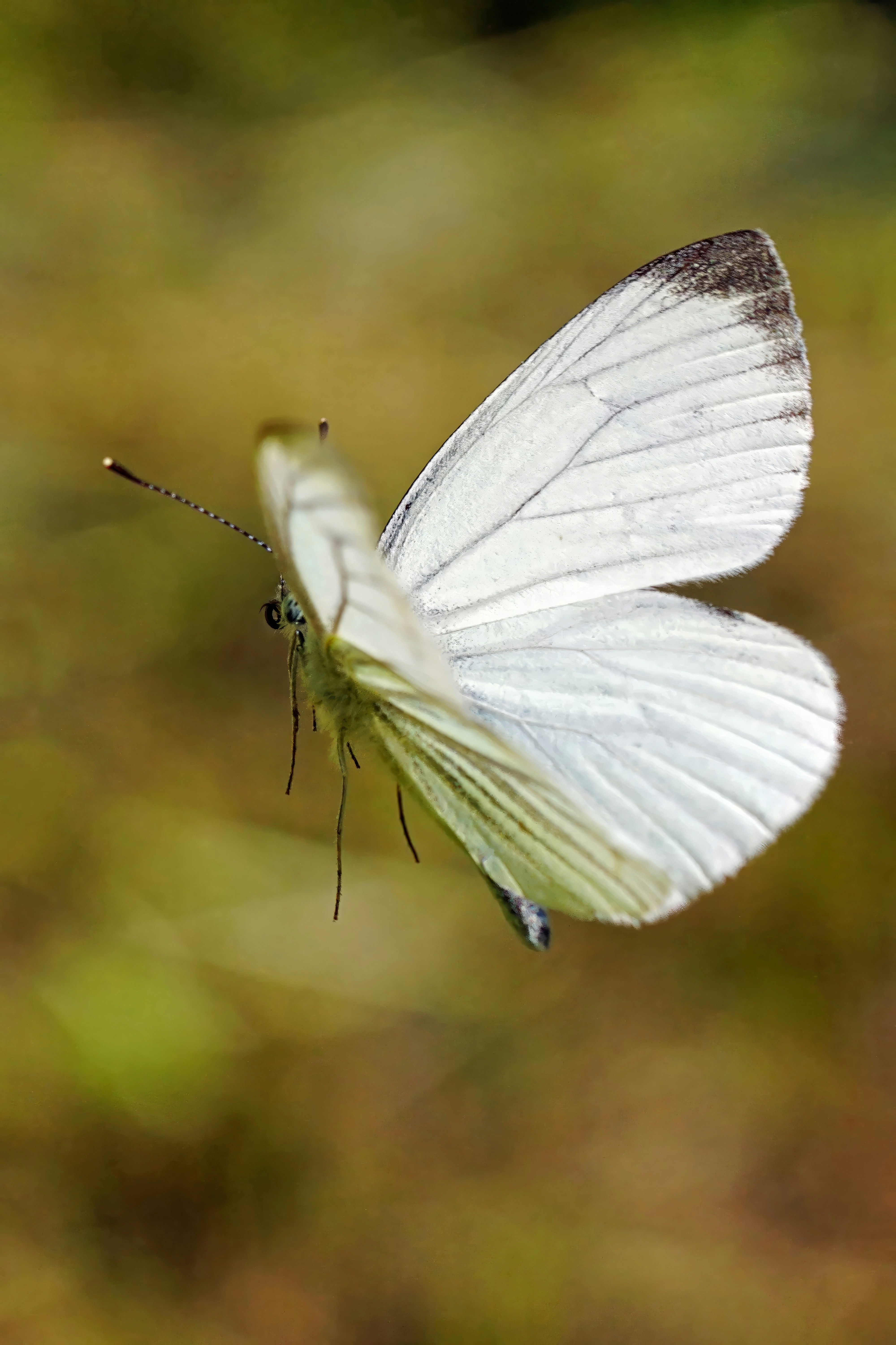 A white butterfly flying through the air photo – Free Helsinki Image on ...
