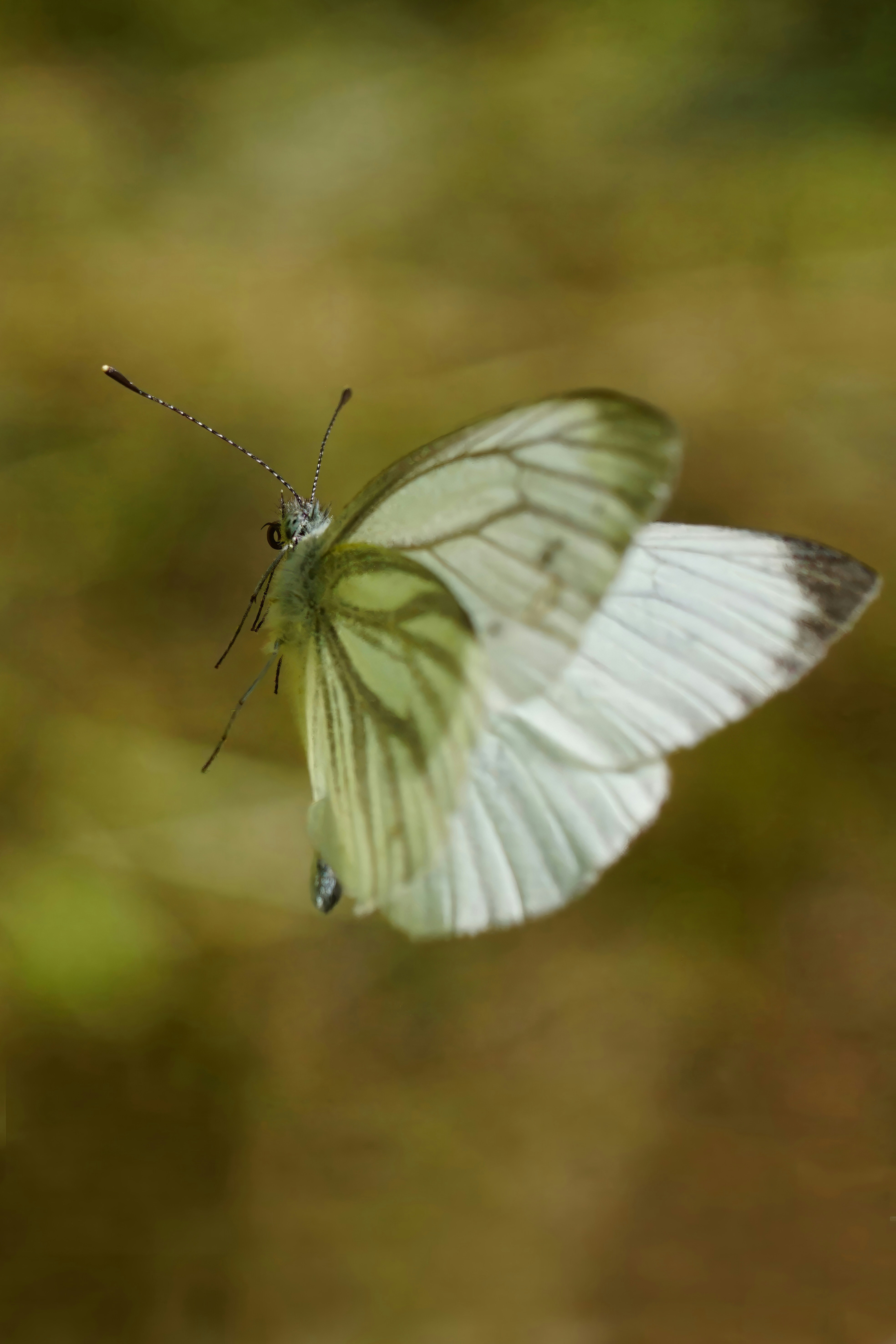 A green and white butterfly flying in the air photo – Free Butterfly ...