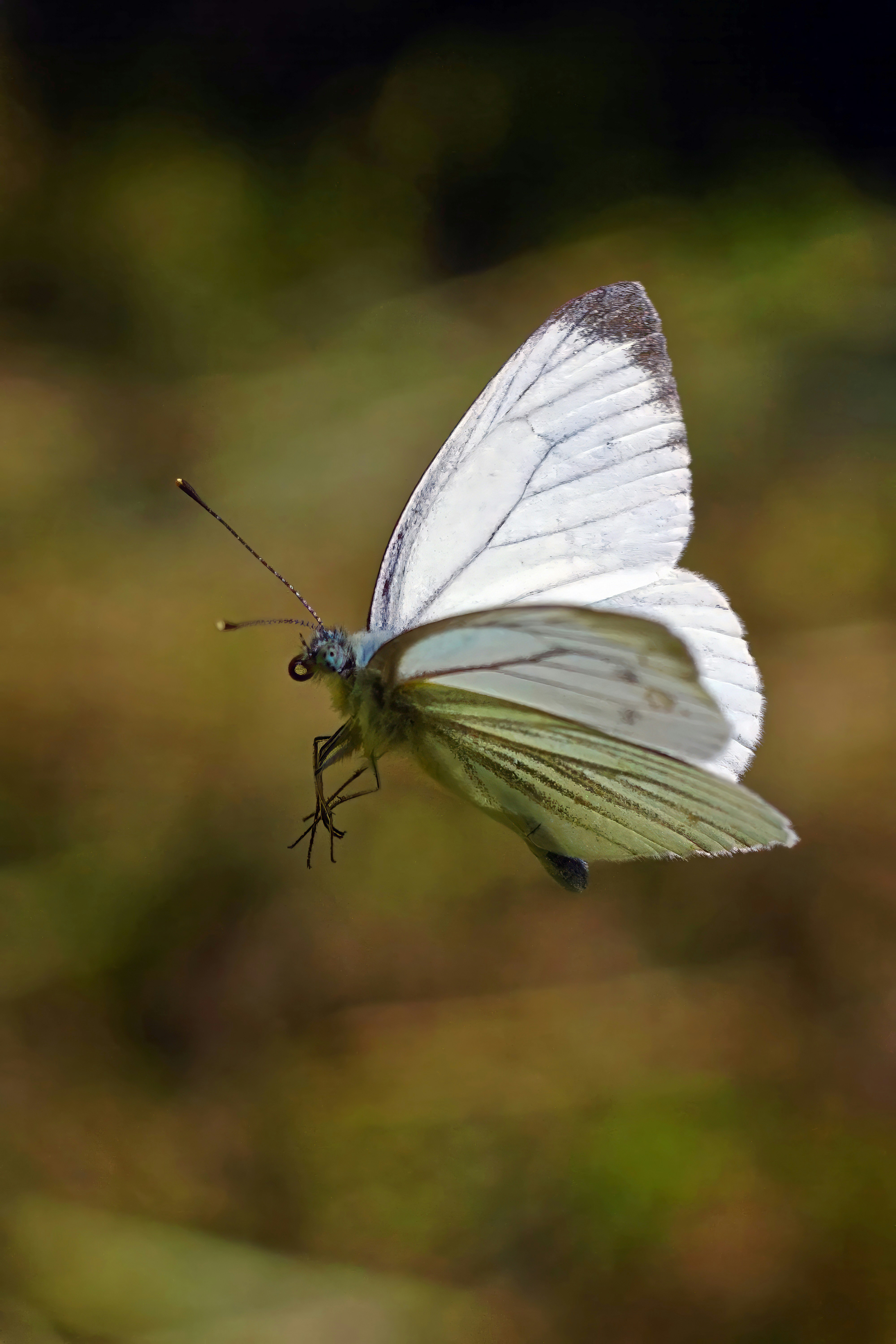 A small white butterfly flying in the air photo – Free Helsinki Image ...