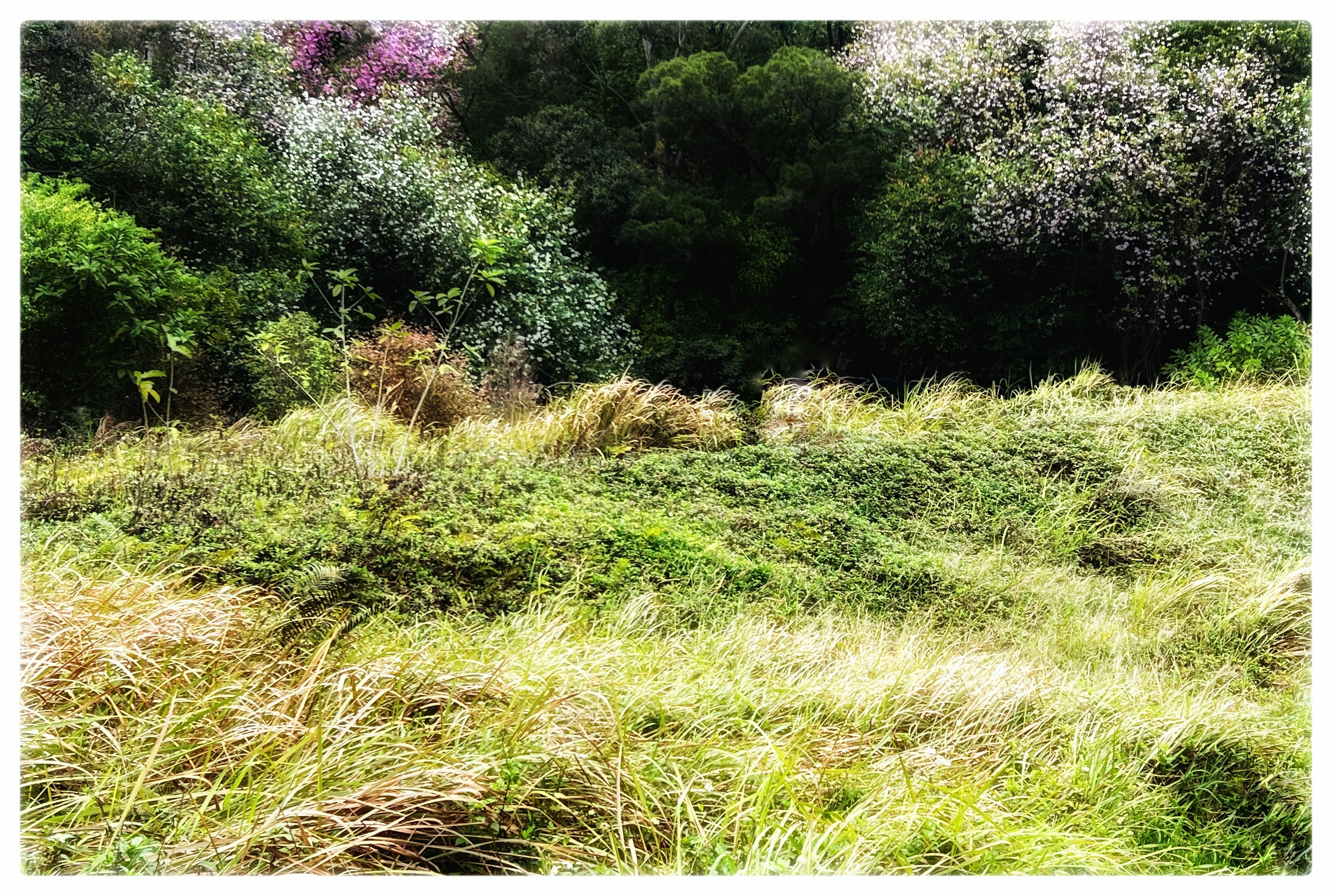 Golden Meadow at the Edge of a Forest