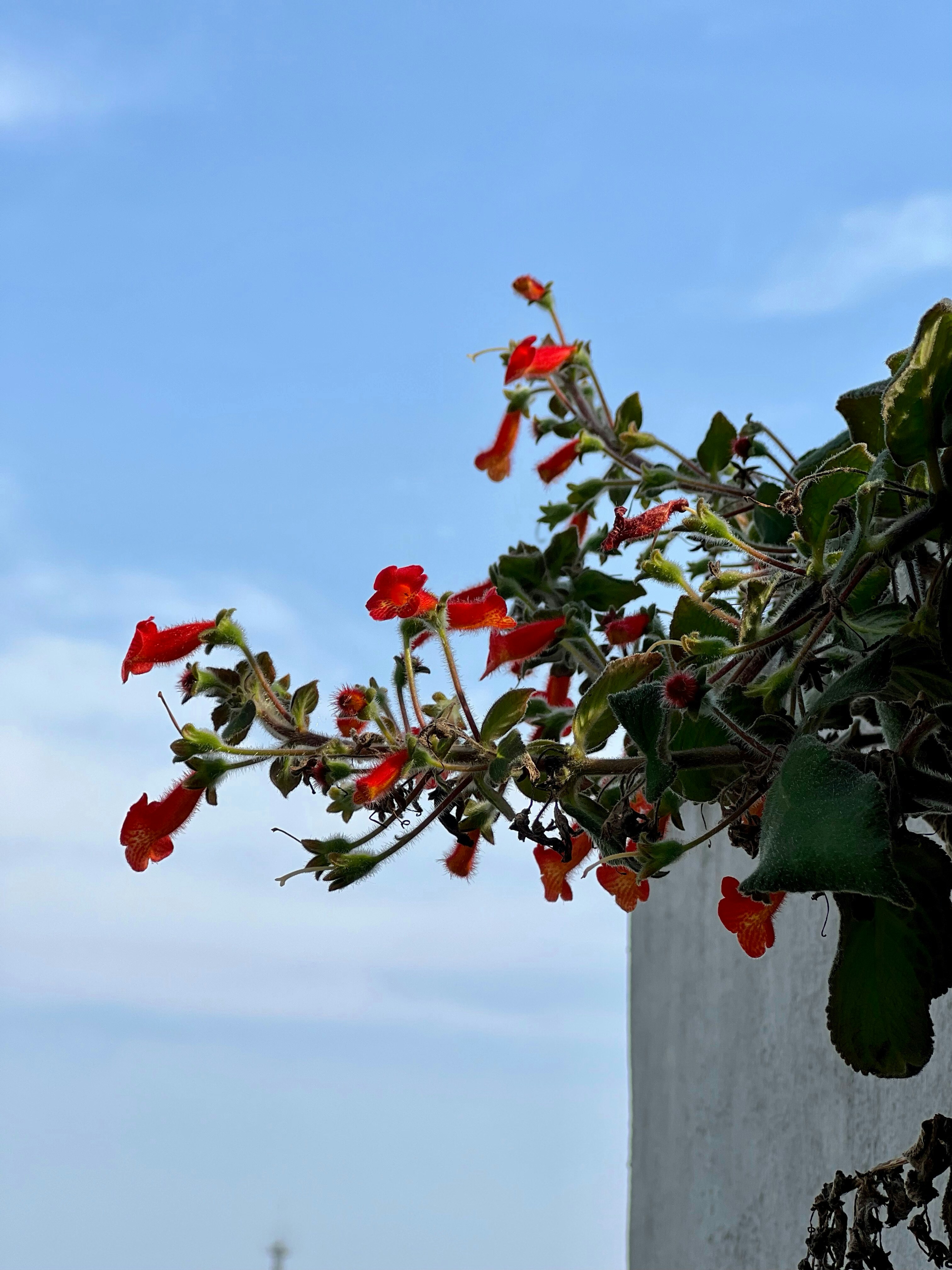 Crimson Blooms Over a Concrete Ledge Against a Clear Blue Sky