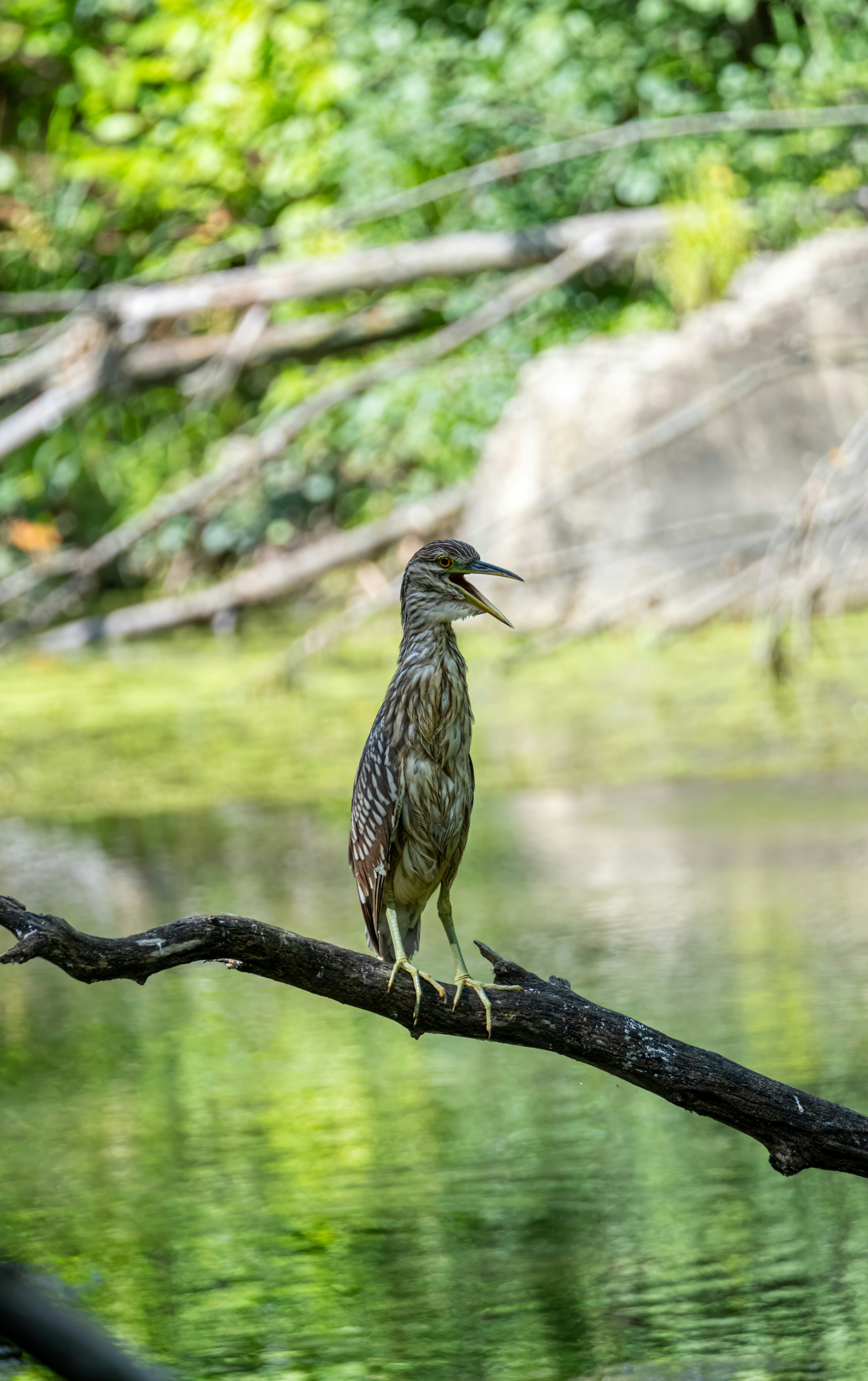 Perched Heron on a Weathered Branch Over a Quiet Pond