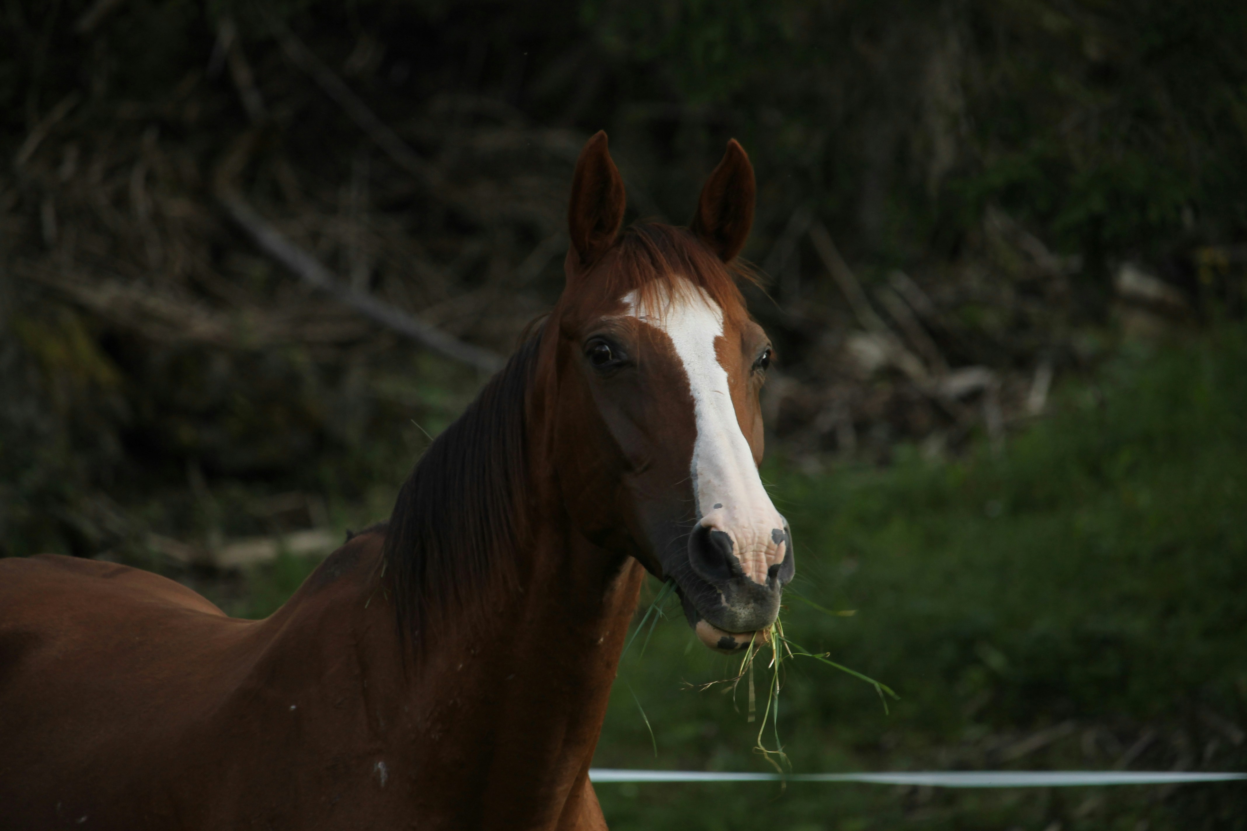 Bay Thoroughbred in Dappled Shade Chews Grass