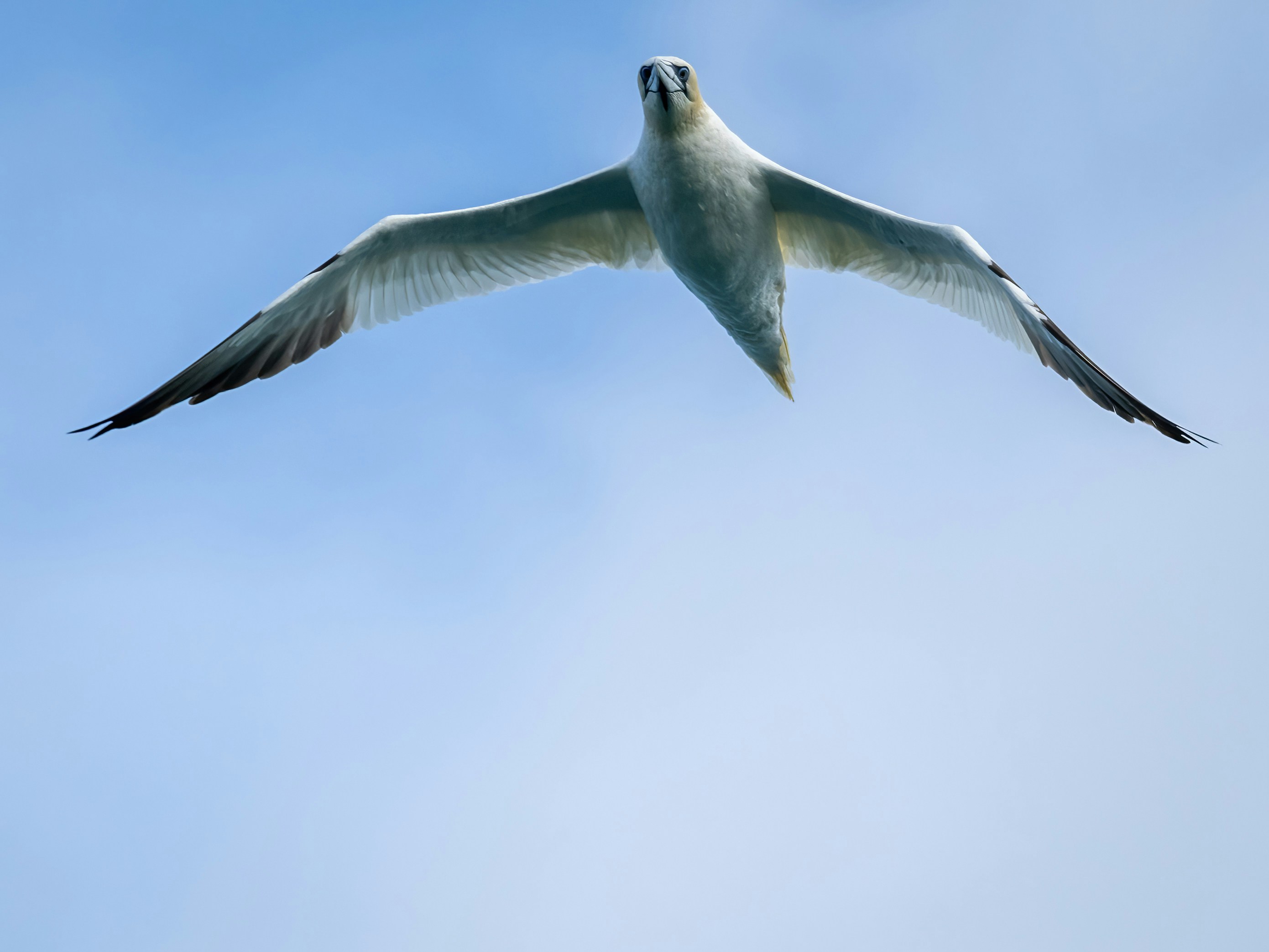 A white bird flying through a blue sky photo – Free Animal Image on ...