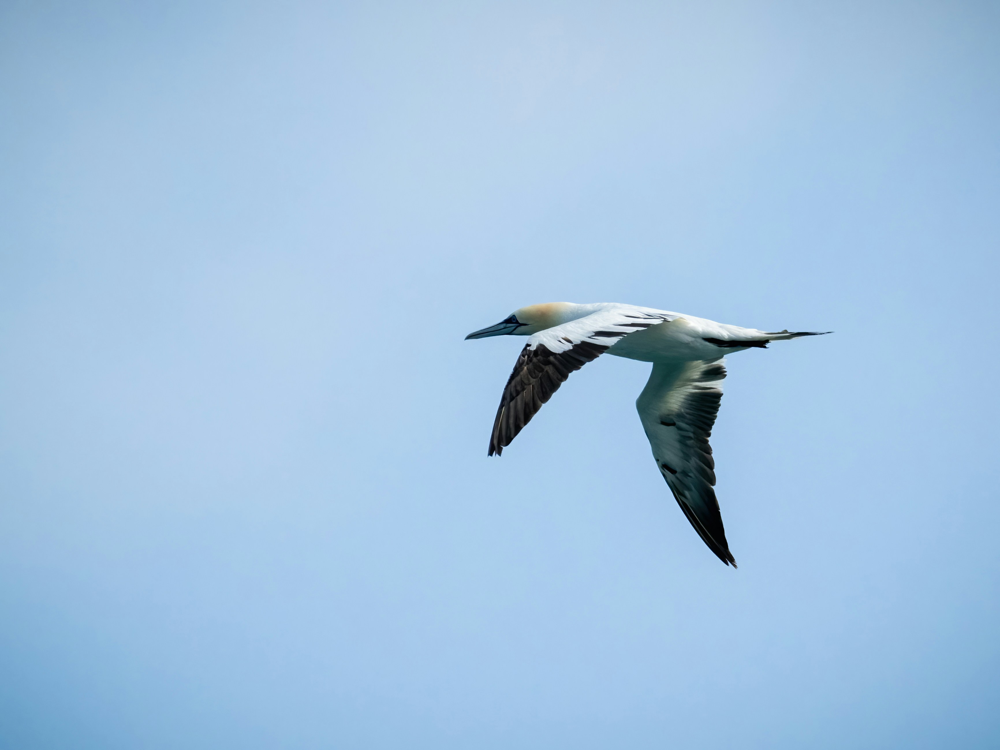 Aerial Glide: White-bellied Tern Tracing a Quiet Arc Across Cerulean Sky