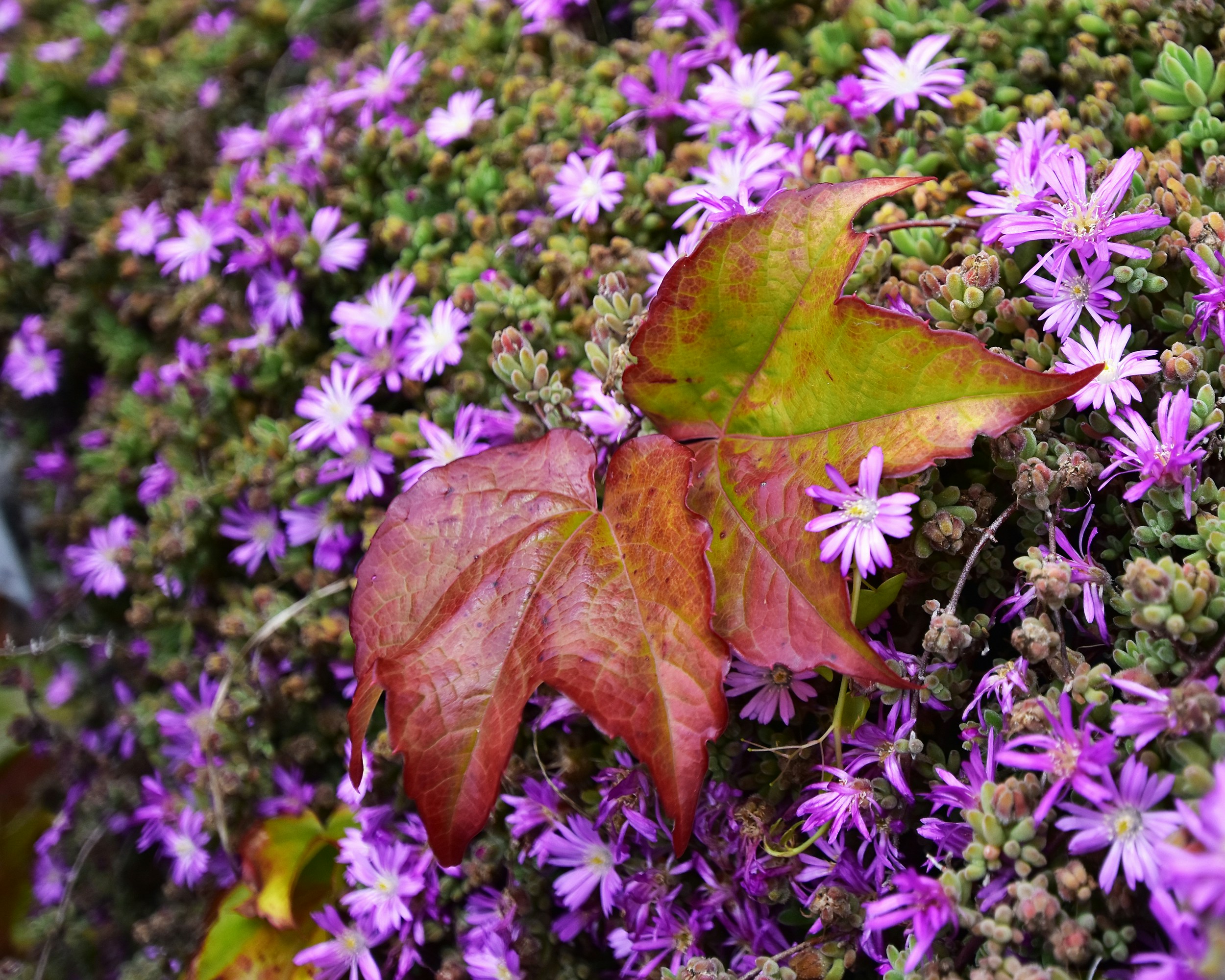 Autumn's Embrace: A Leaf Among Blooms